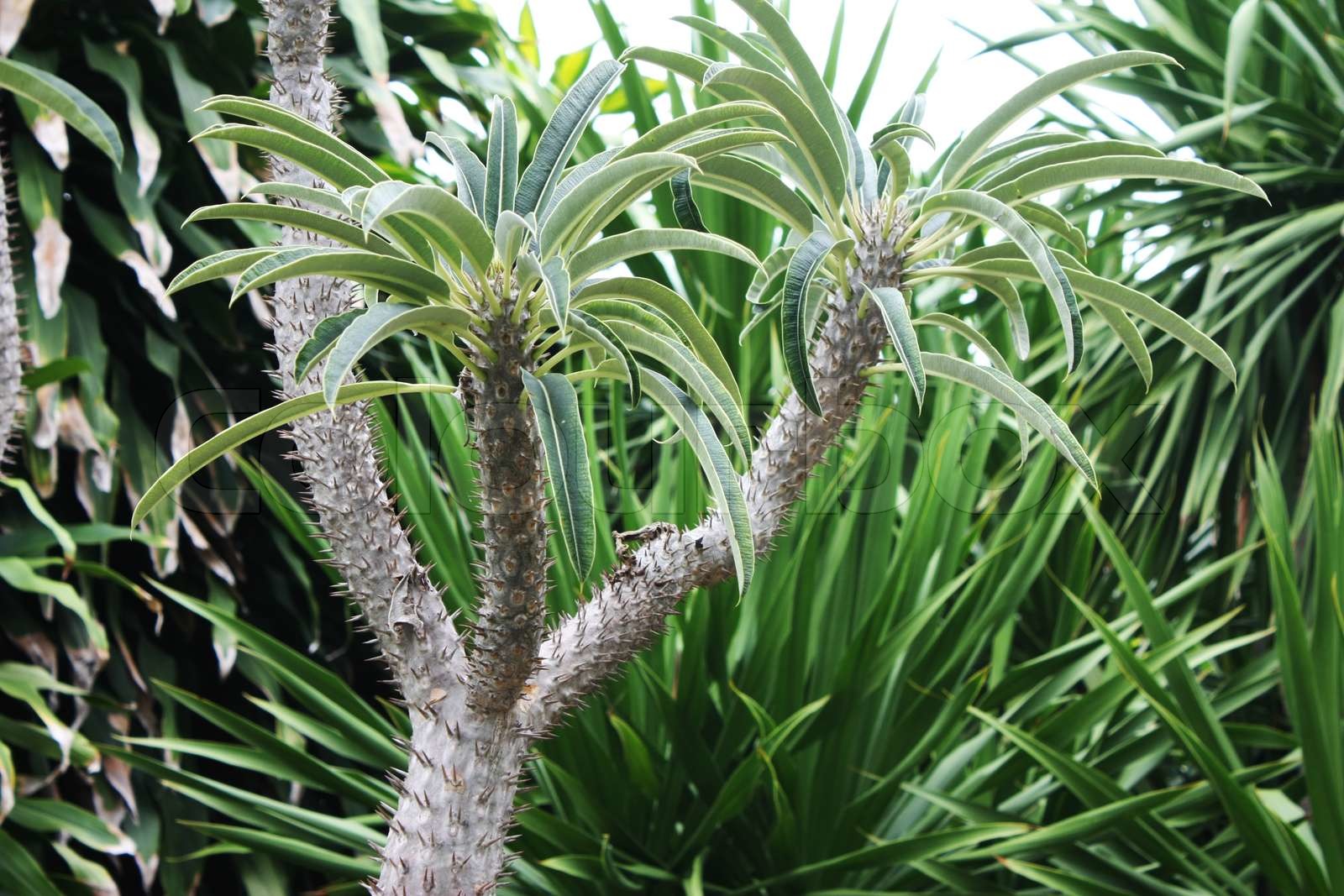 pachypodium lamerei or madagascar cactus | Stock image | Colourbox