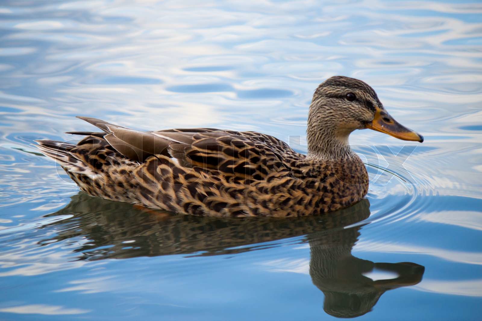 Female Mallard Duck Quacking