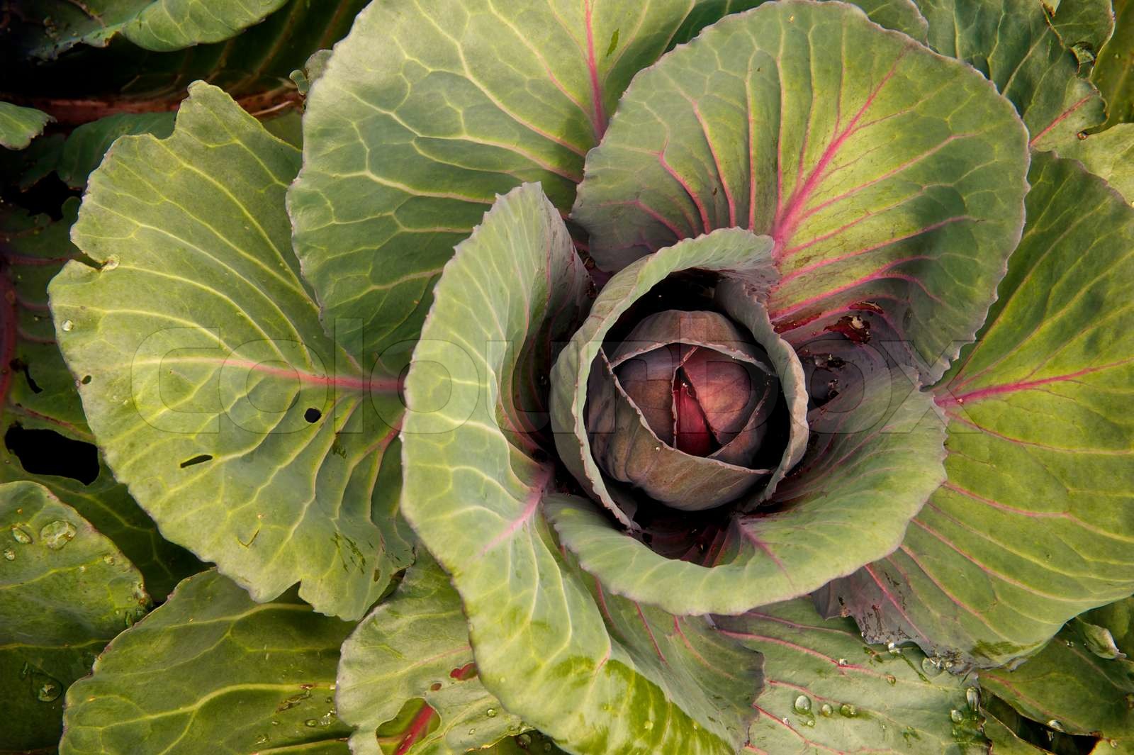 Red Cabbage Plant Growing in a Garden | Stock image | Colourbox