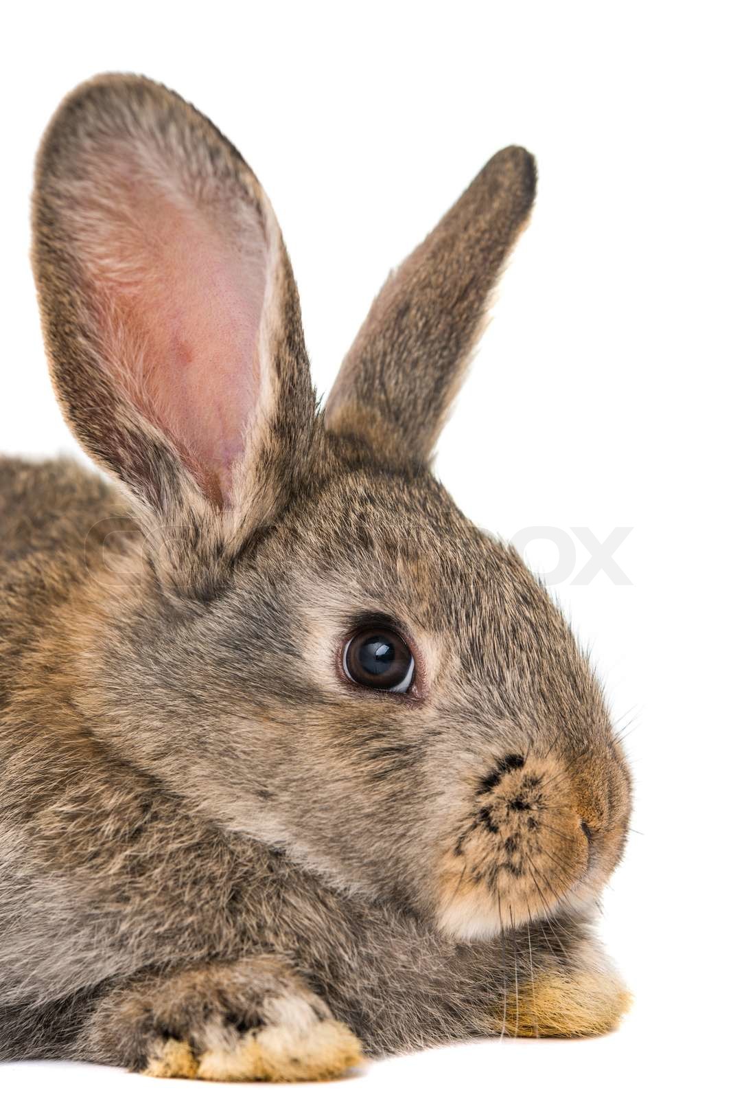 rabbits isolated | Stock image | Colourbox