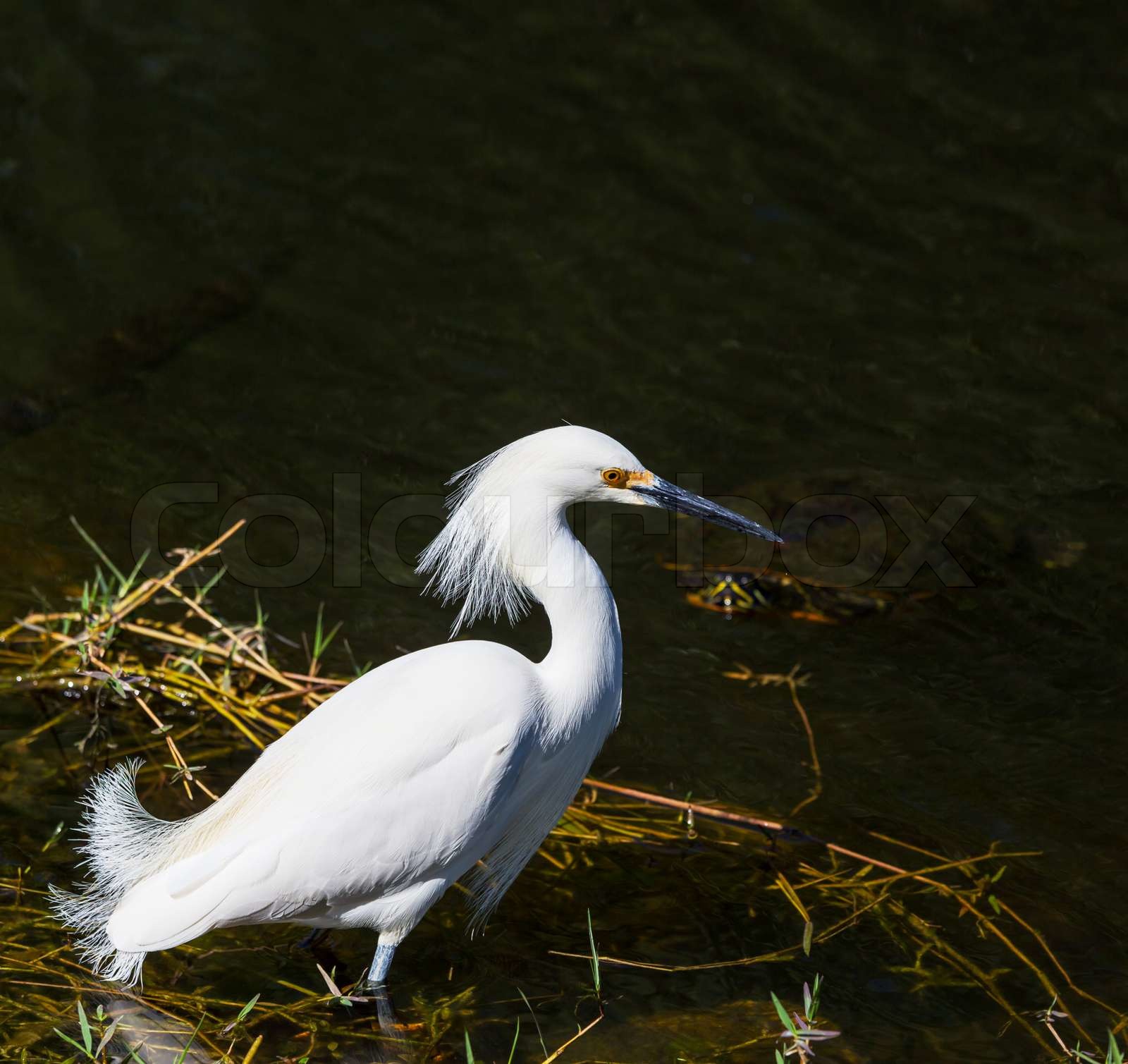 Hejre | Stock foto | Colourbox