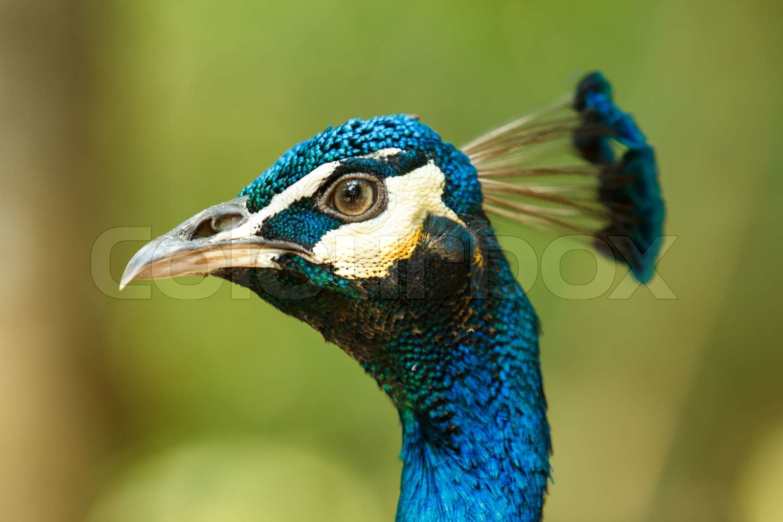 blue peacock | Stock image | Colourbox