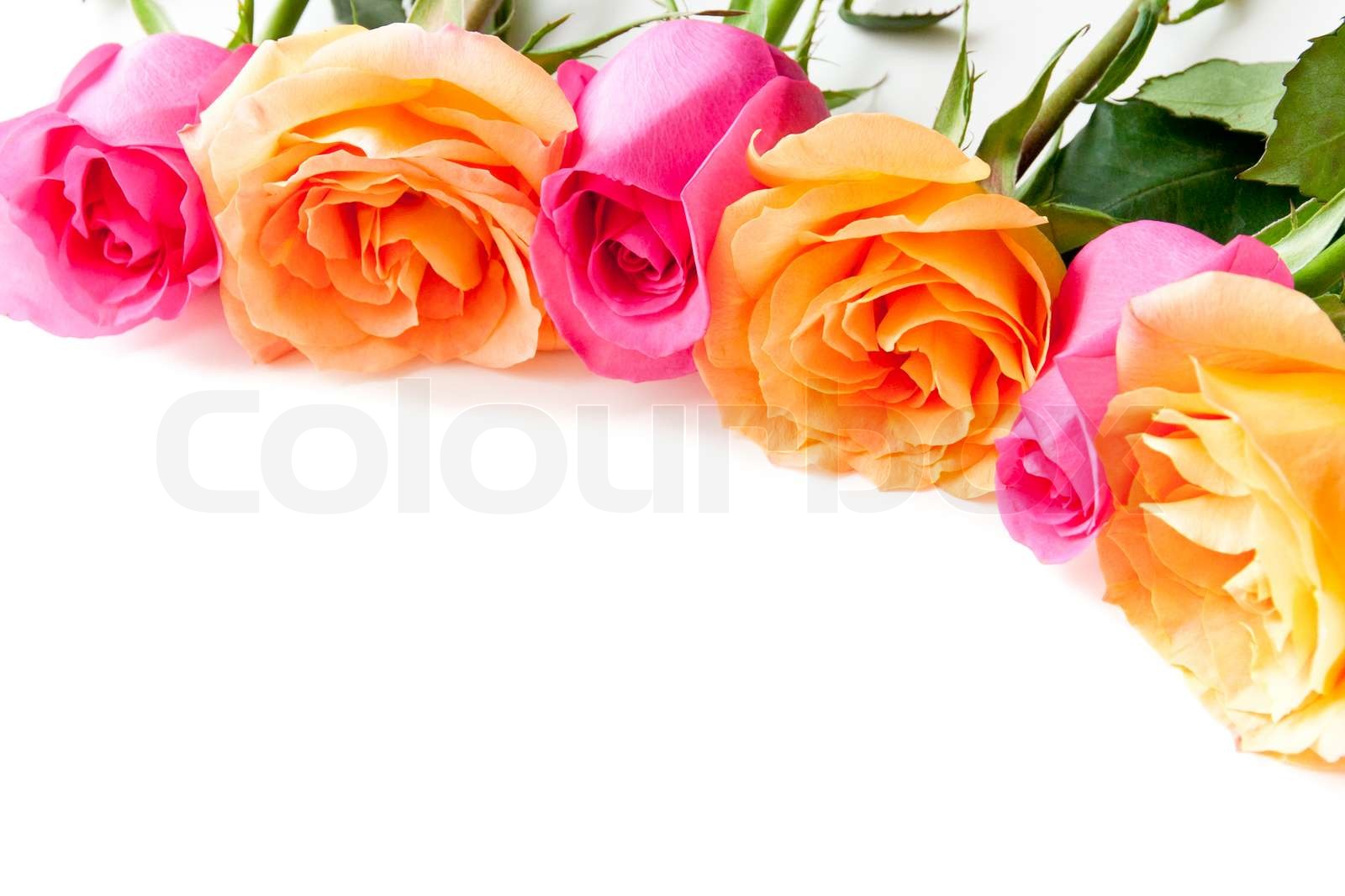 Border of beautiful orange and pink roses | Stock image | Colourbox