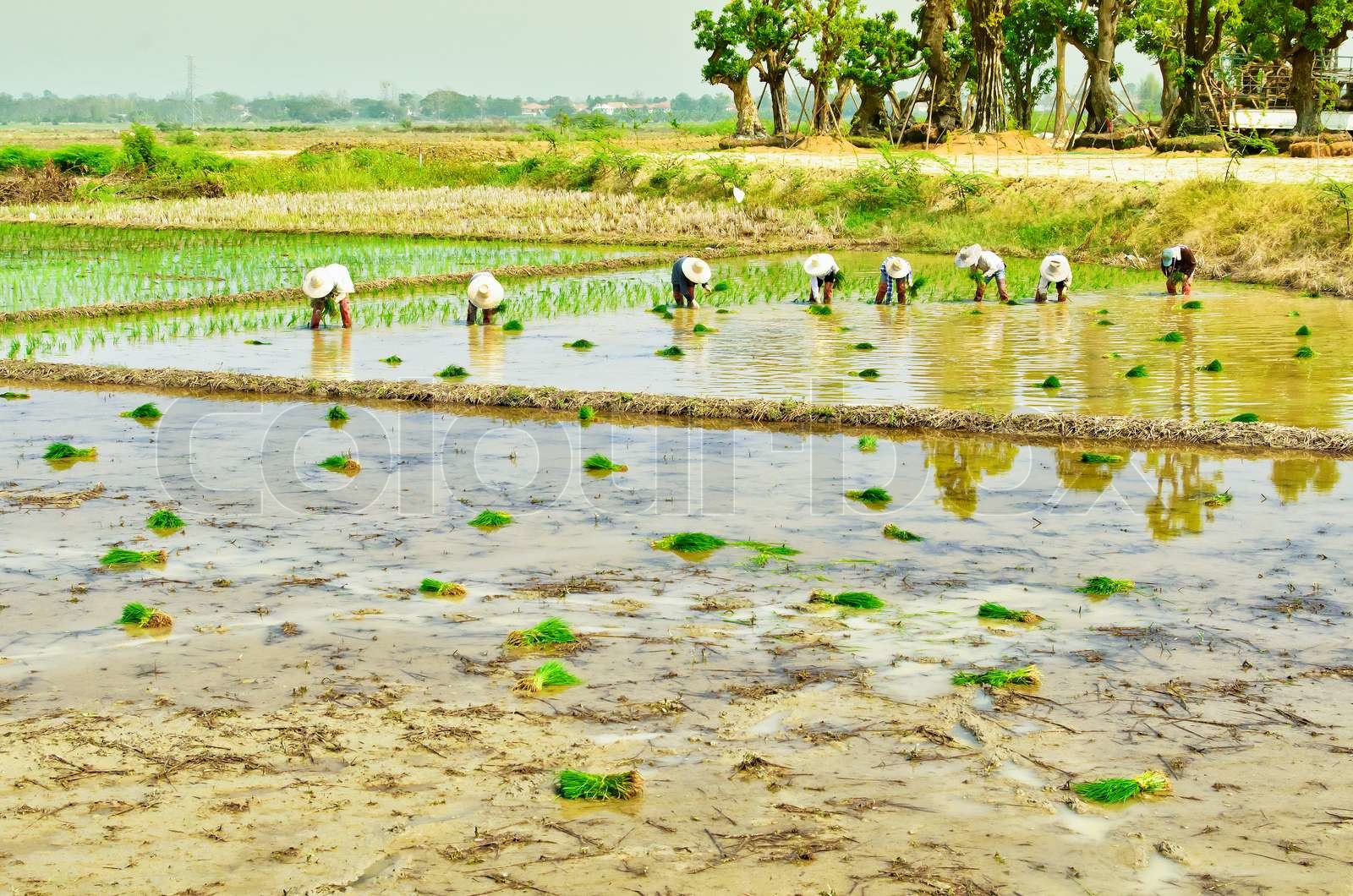 Reis Bauern pflanzen Reis auf dem Feld, Chiang Mai , Thailand | Stock ...