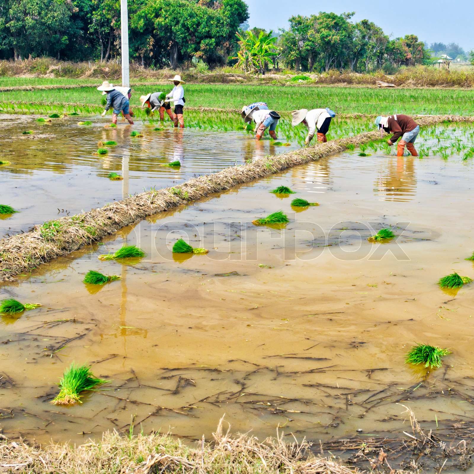 Reis Bauern pflanzen Reis auf dem Feld, Chiang Mai , Thailand | Stock ...
