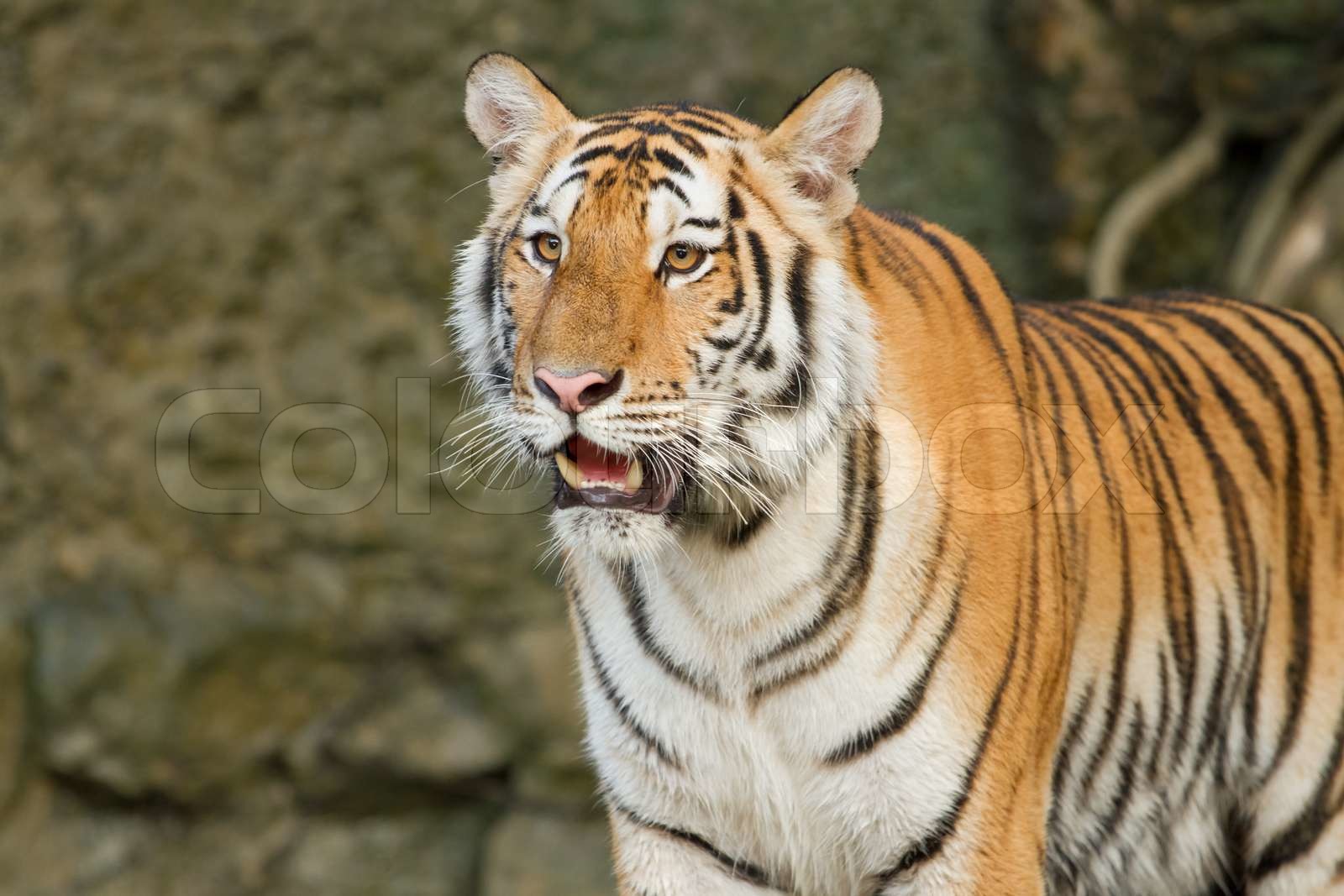 Tiger , vildkat i junglen | Stock foto | Colourbox