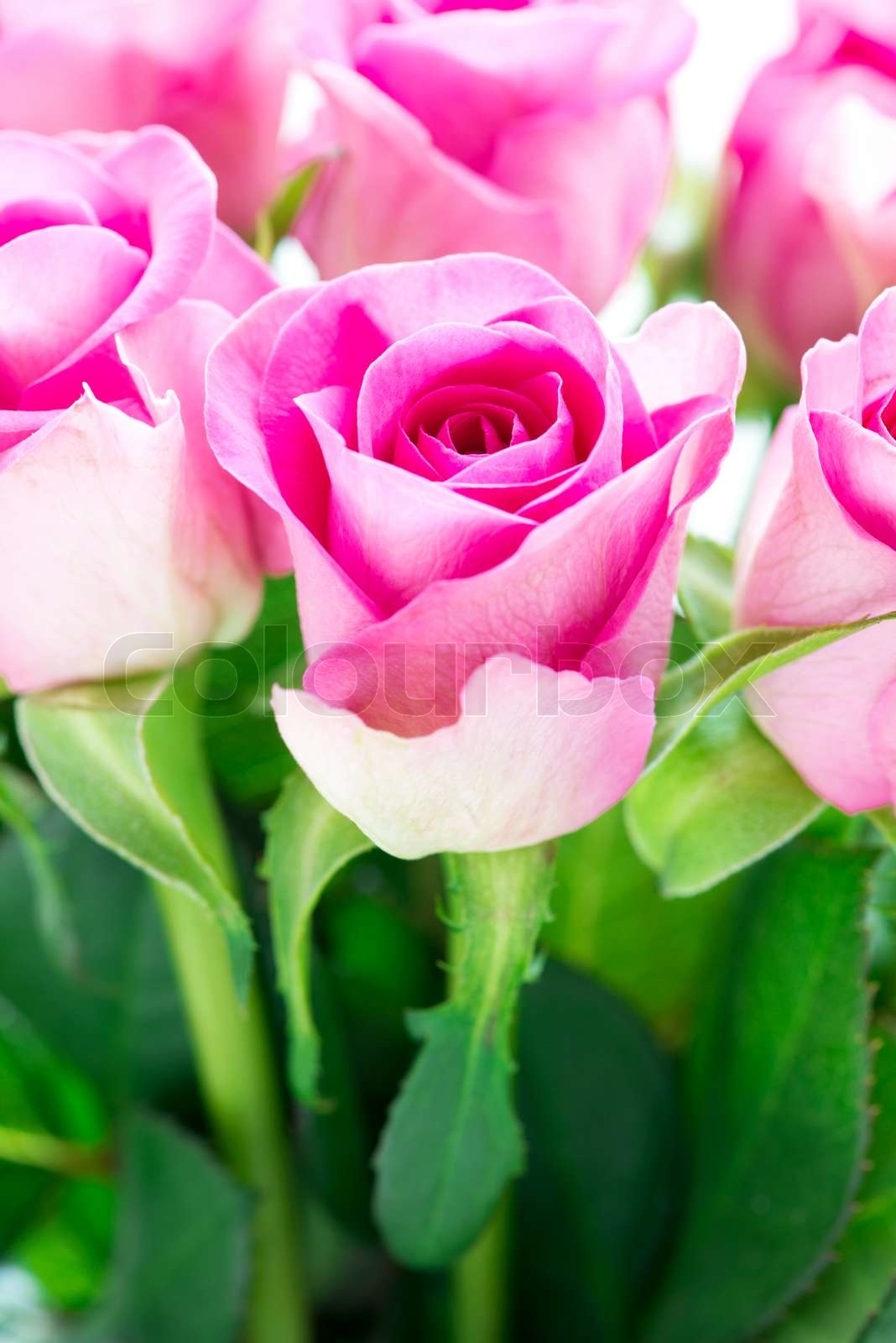 Leuchtend rosa Rosen mit Kopie Raum | Stock Bild | Colourbox