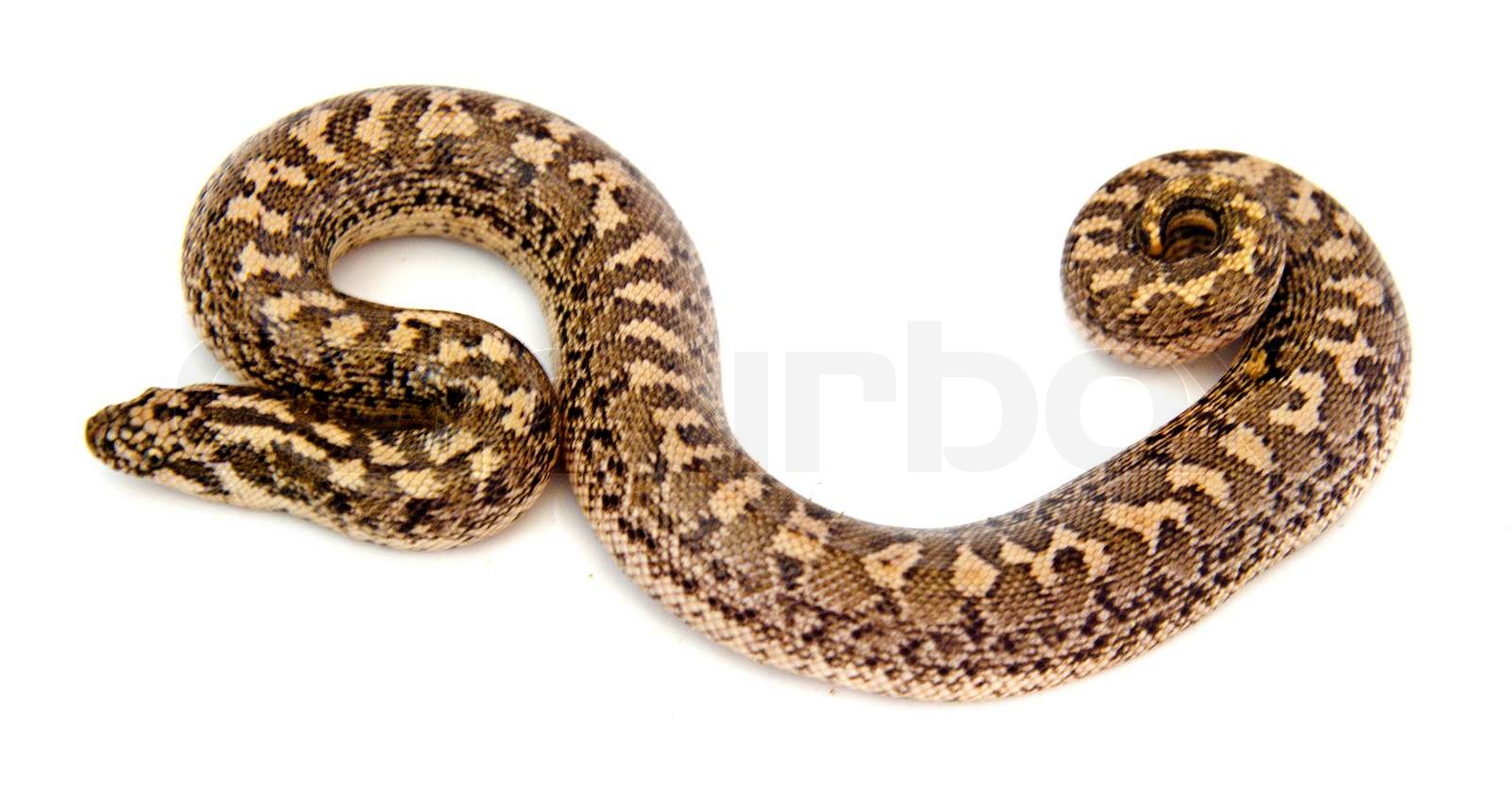 Dwarf sand boa | Stock image | Colourbox