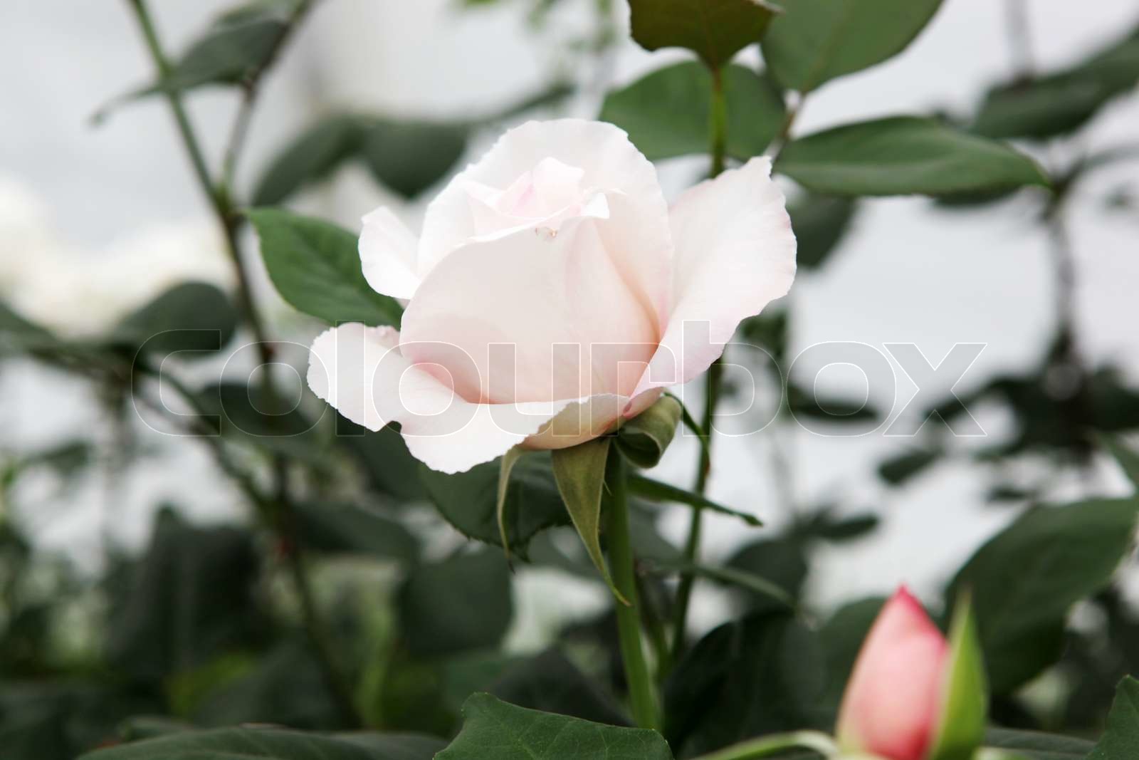 Roses | Stock Bild | Colourbox
