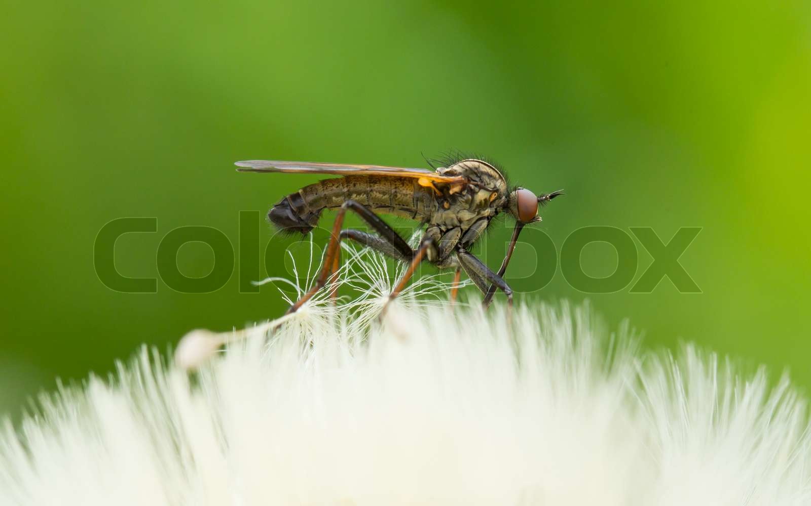 Ugly fly sitting on an hawkbit | Stock image | Colourbox