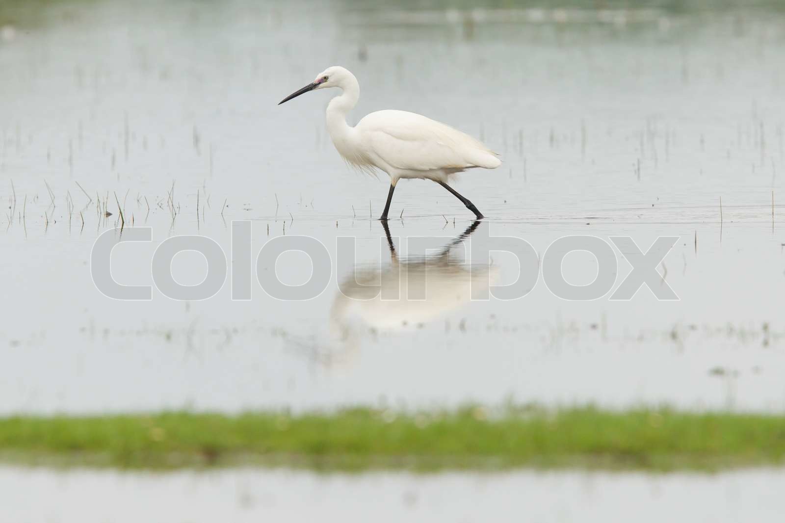 Egretta garzetta eller lille hvid hejre | Stock foto | Colourbox