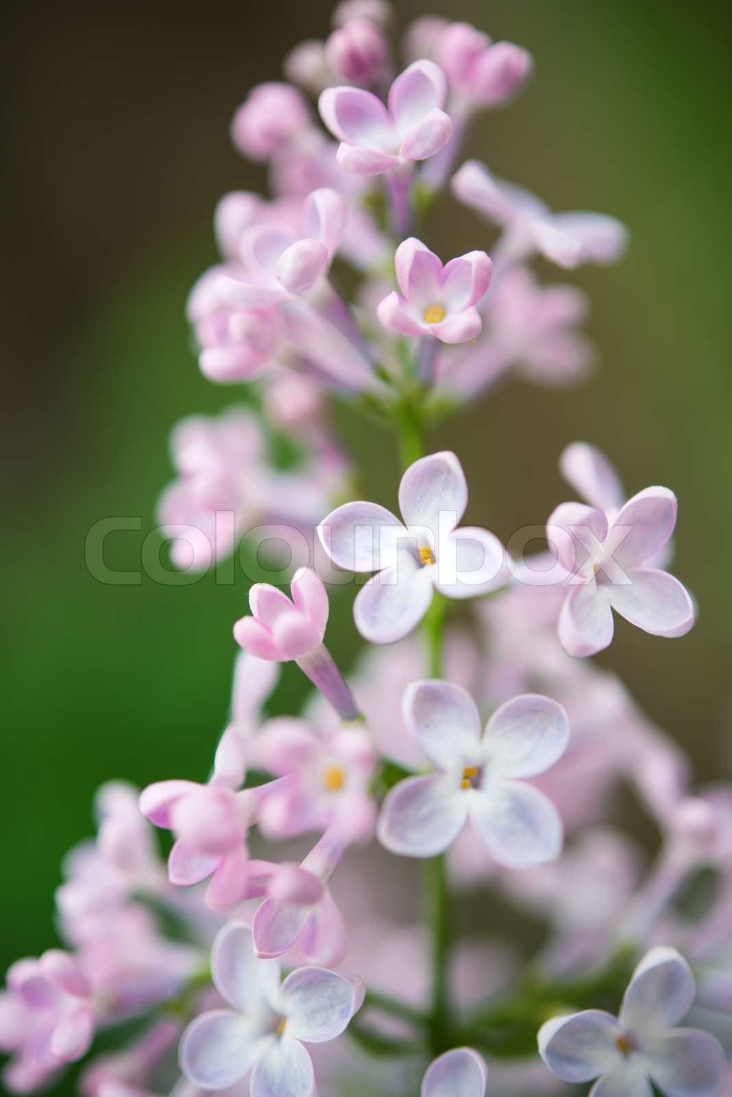 Lilac | Stock image | Colourbox