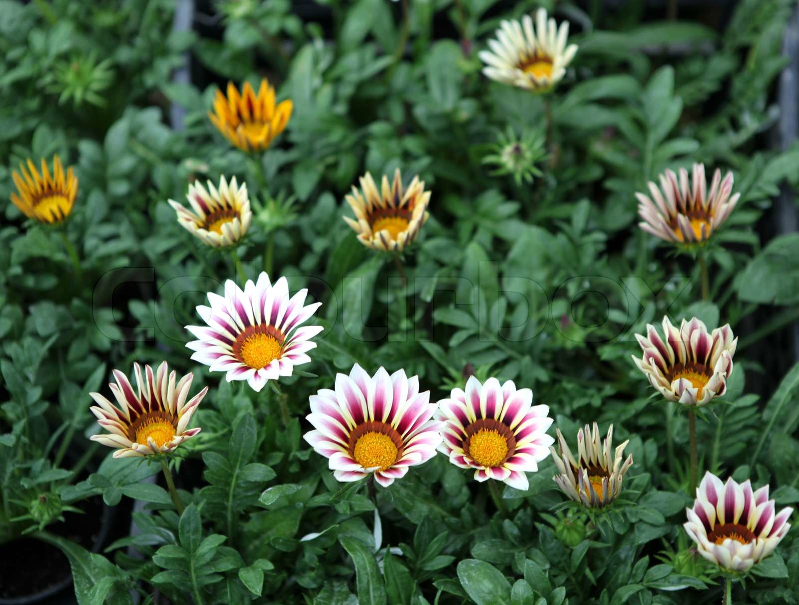 Blumen | Stock Bild | Colourbox