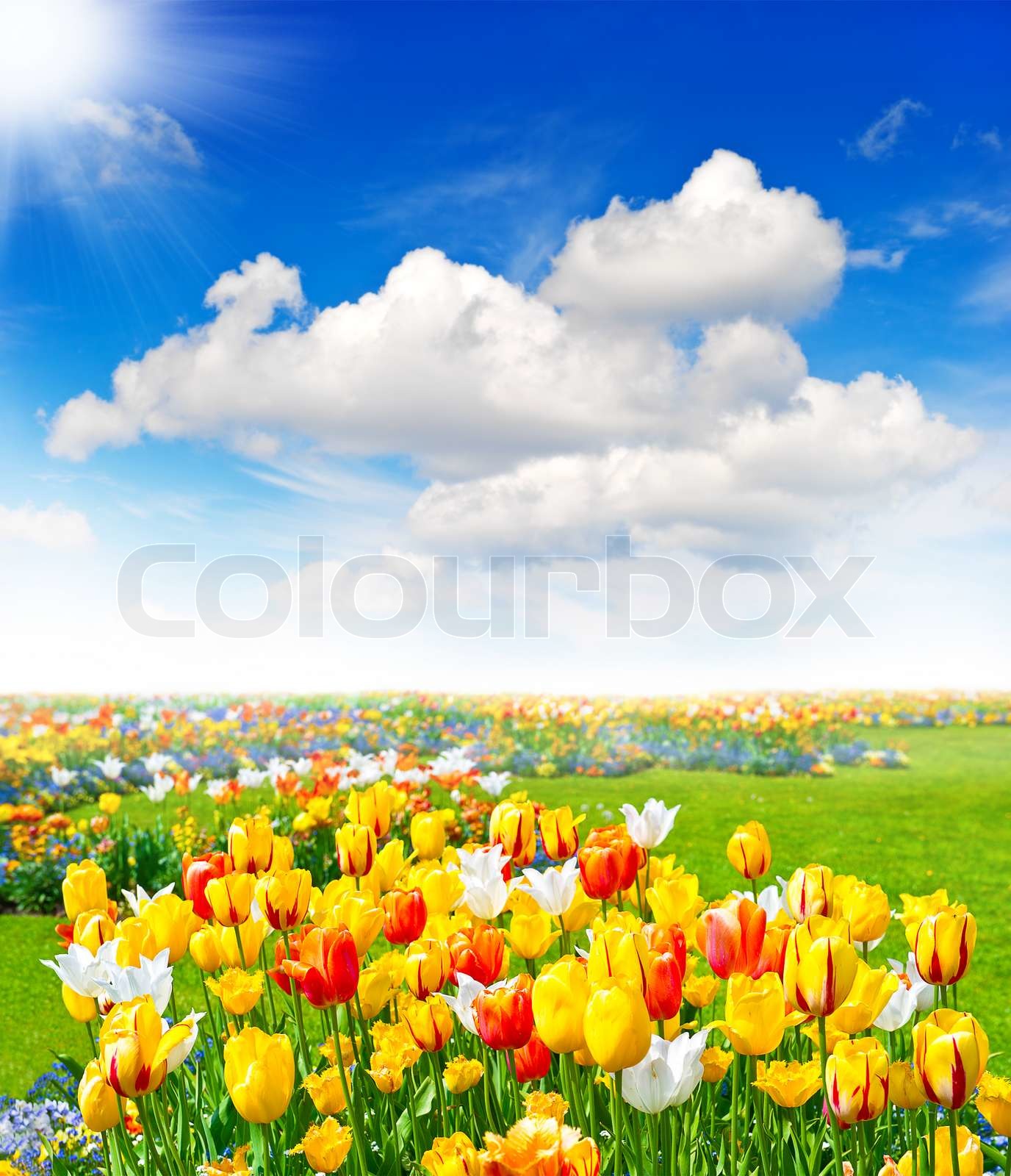 Tulpe Blumen Feld Frühlingslandschaft | Stock Bild | Colourbox