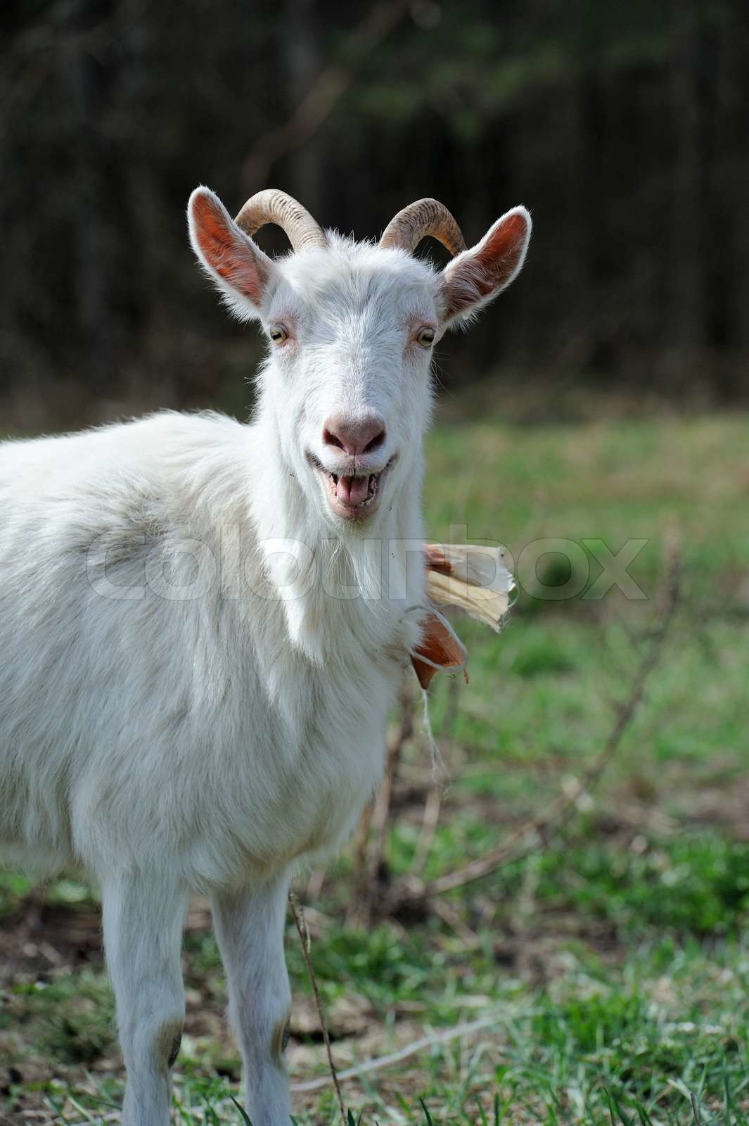 Bleating Goat | Stock image | Colourbox