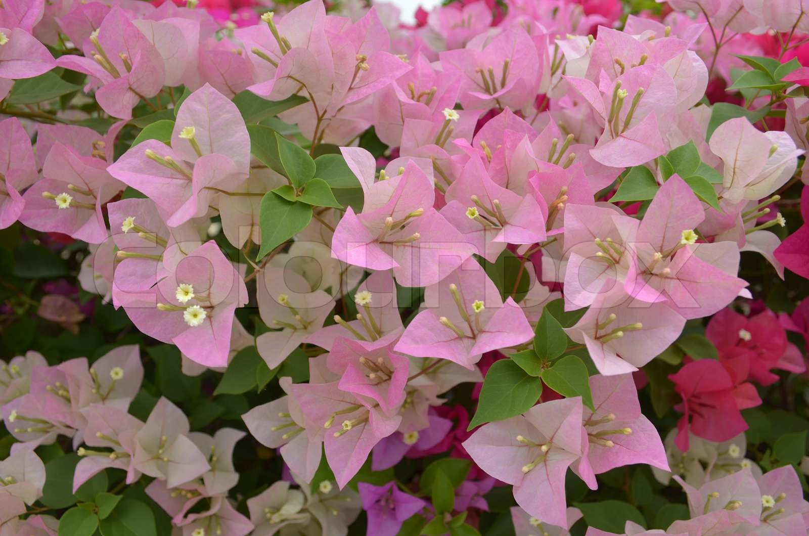 Bougainvillea Paper Flower Stock Image Colourbox