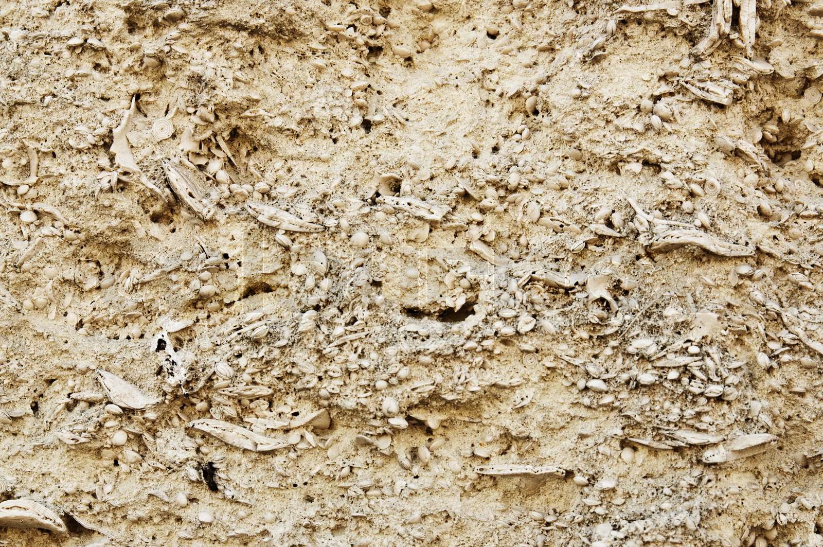 Coquina texture | Stock image | Colourbox