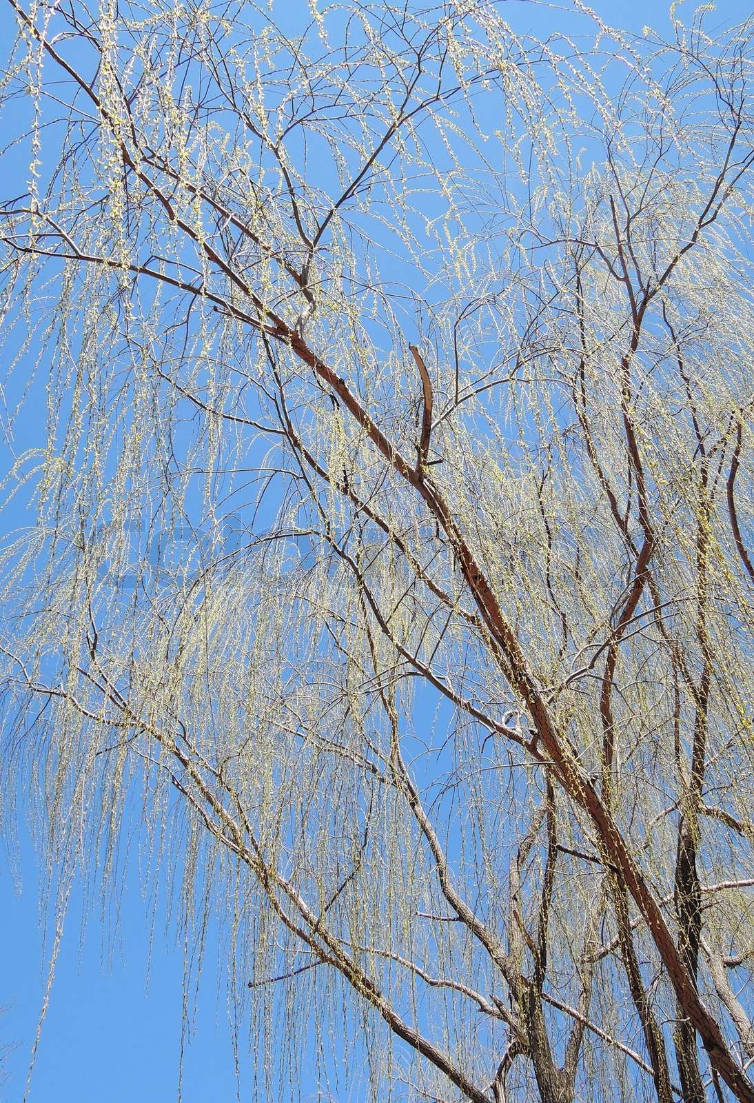 spring willow tree | Stock image | Colourbox