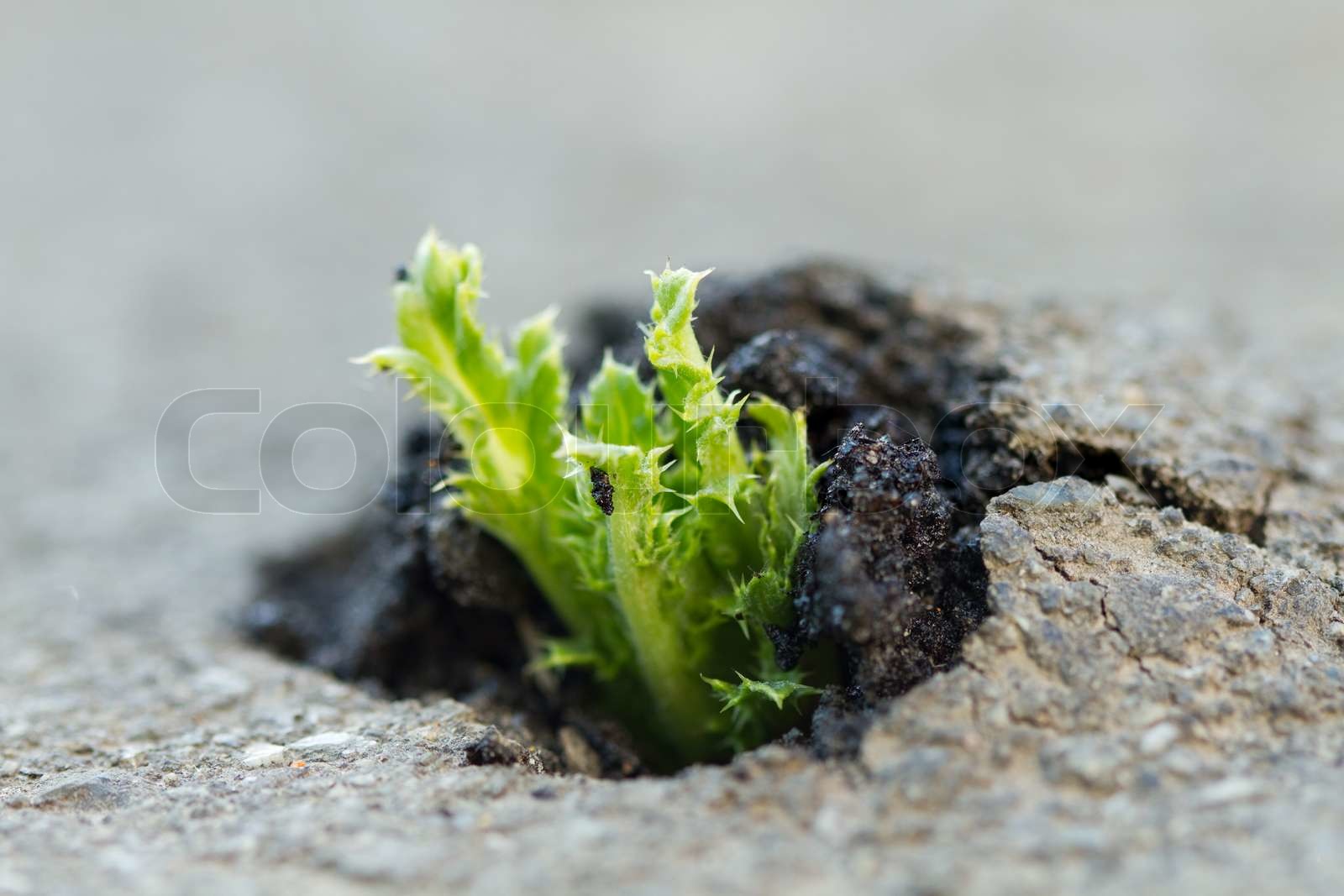 plant grows on an asphalt | Stock image | Colourbox
