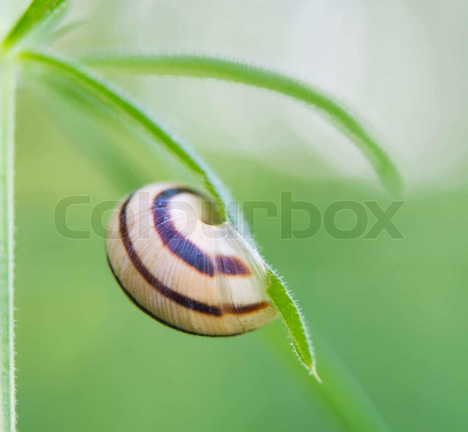 Snail on blade | Stock image | Colourbox