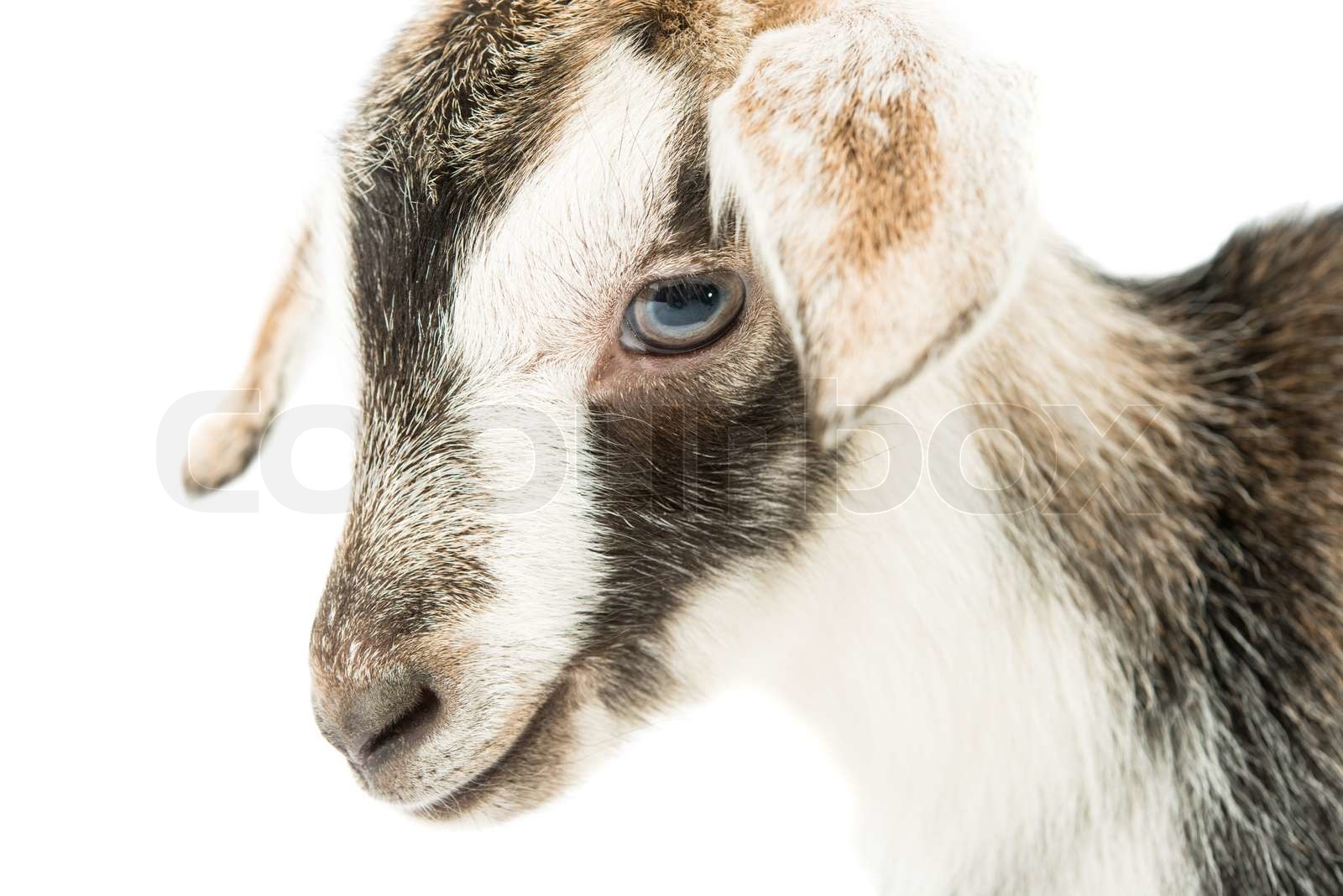 baby goat head | Stock image | Colourbox