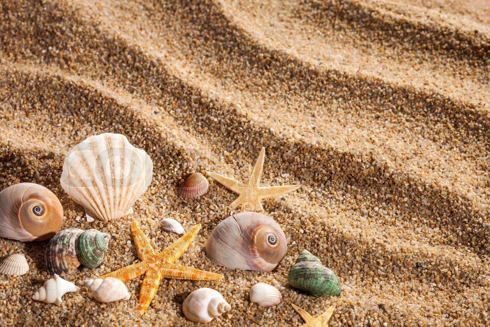 Muscheln auf dem Sand | Stock Bild | Colourbox