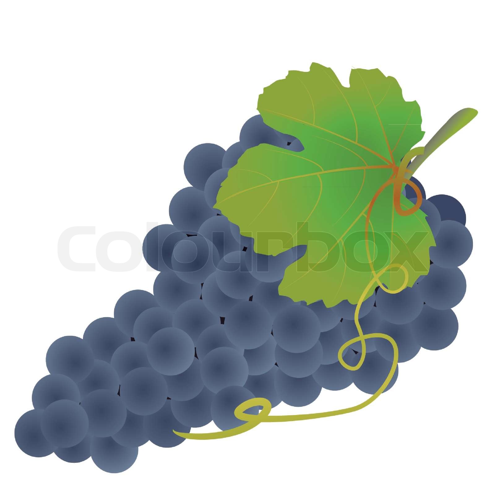 strugure | Stock vektor | Colourbox