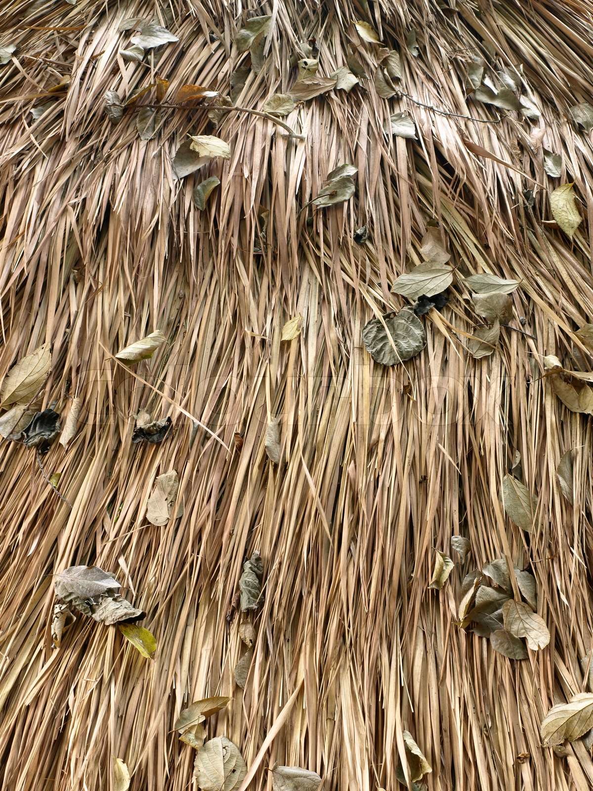 texture of thatch roof | Stock image | Colourbox