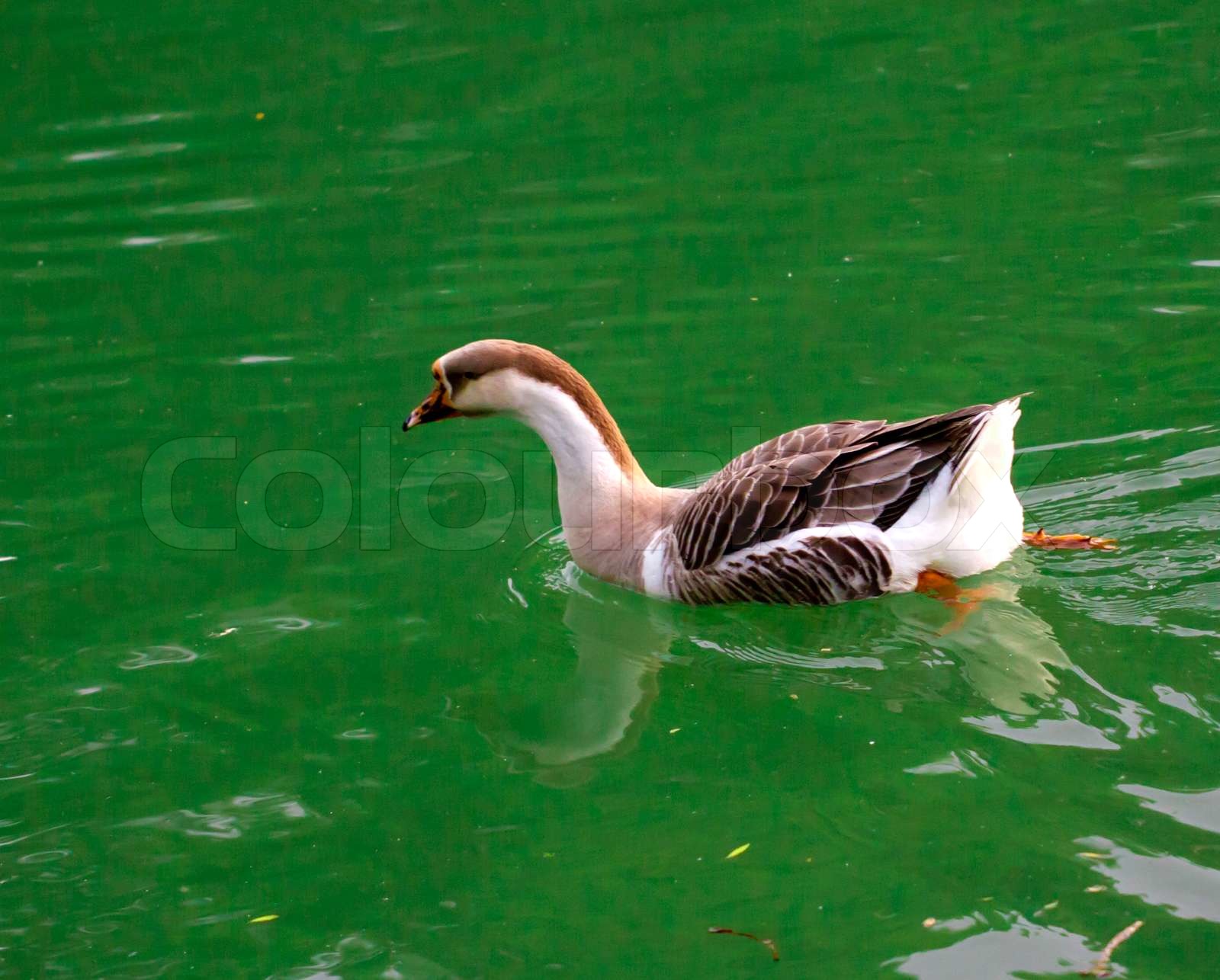 goose on pond in nature | Stock image | Colourbox