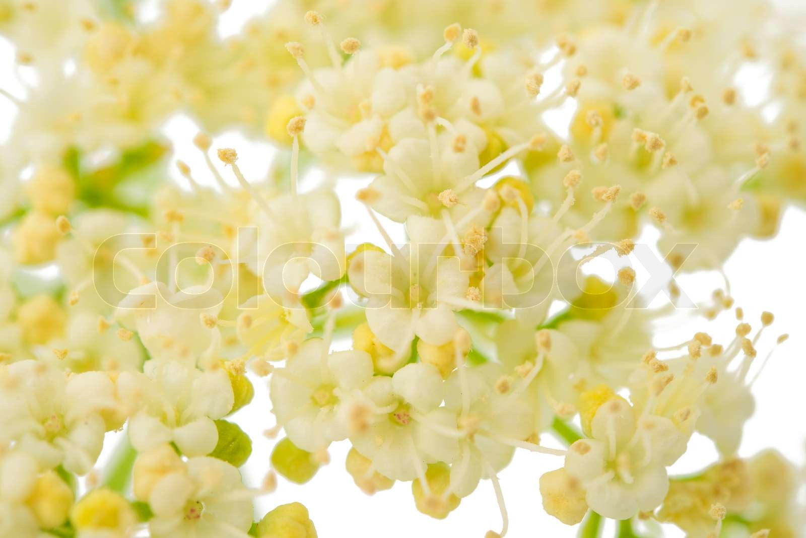 Elegantes Balkonpflanzen Kleine Weisse Bluten Bilder