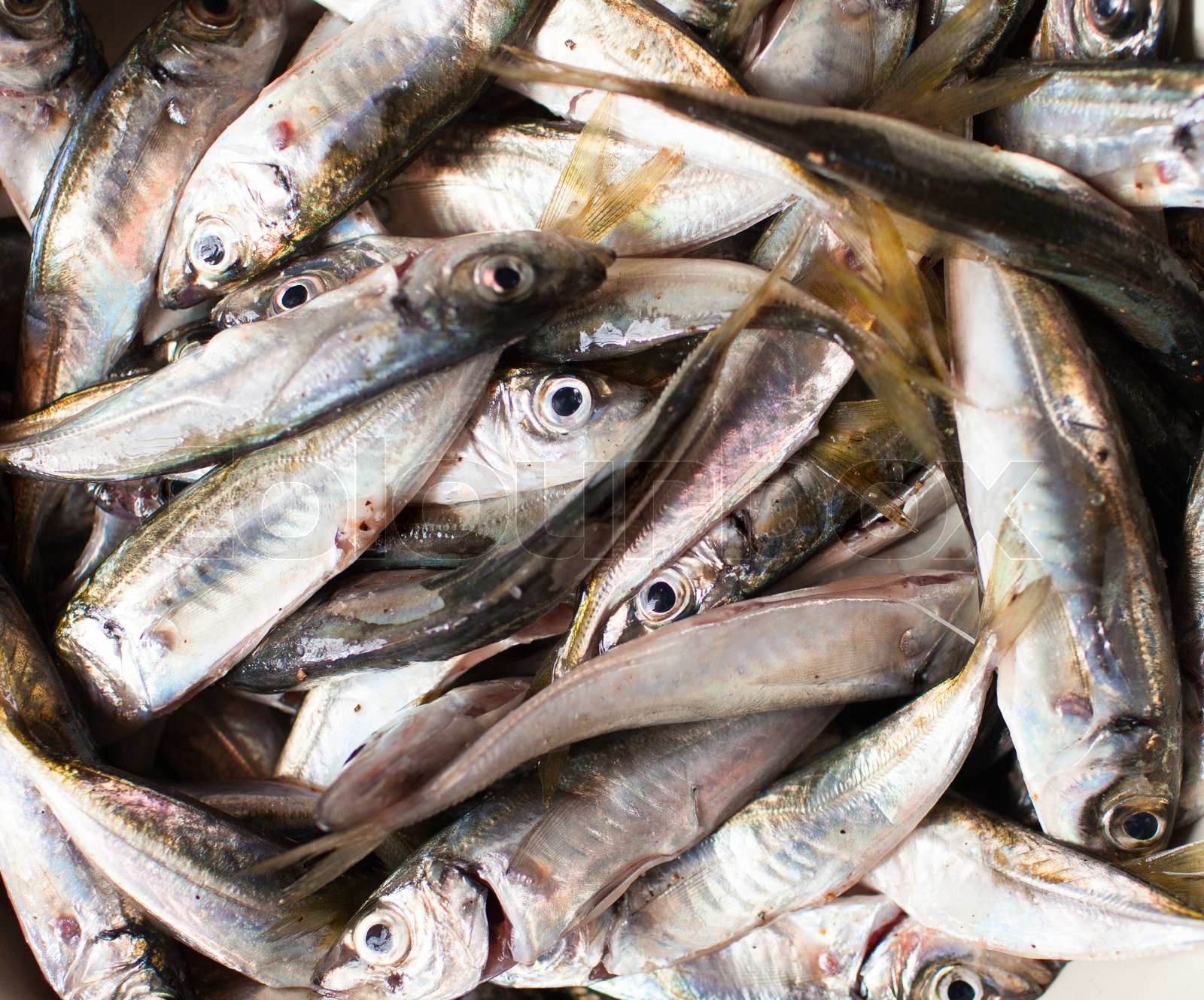 Fresh skad fish | Stock image | Colourbox