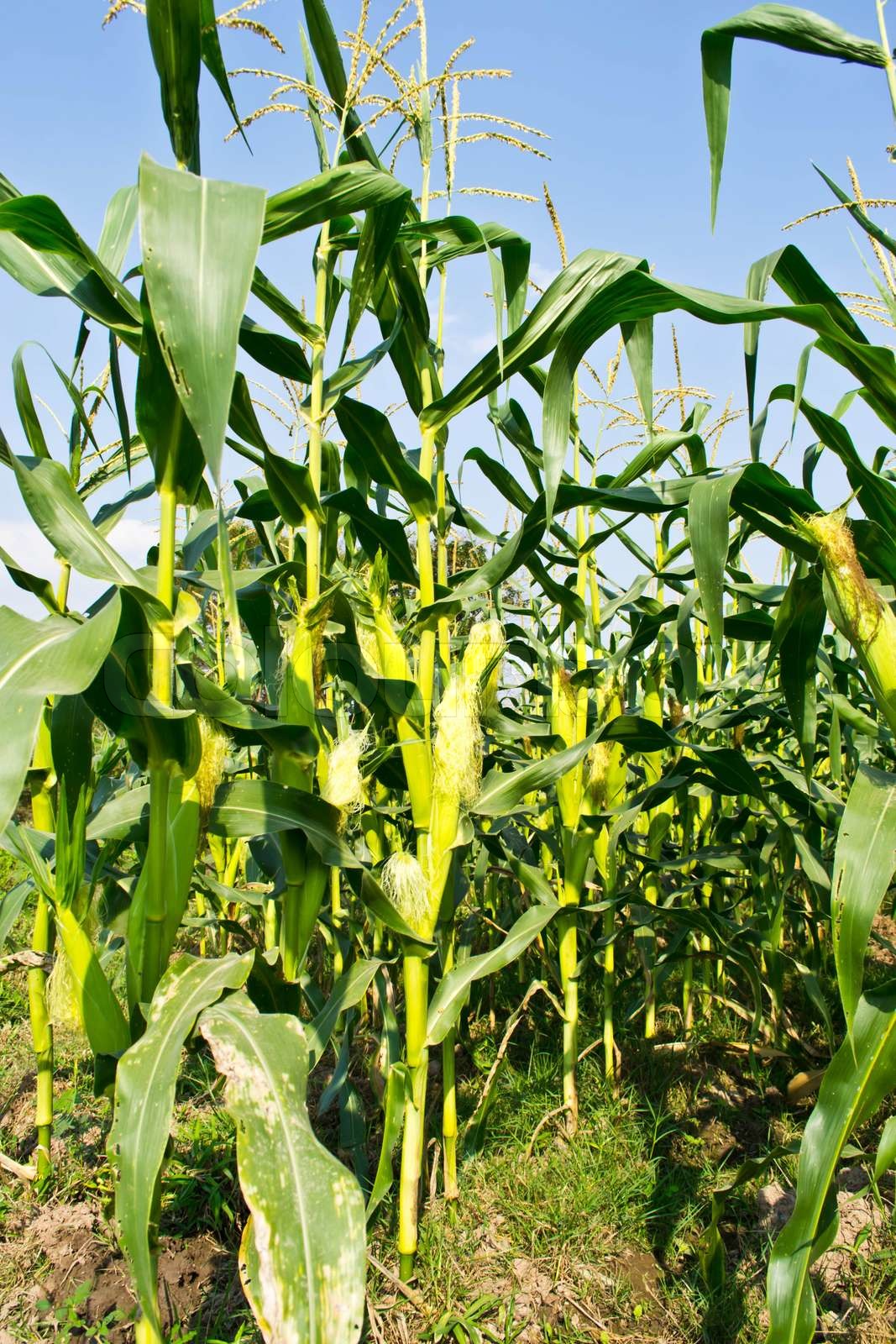 Green field of corn growing up | Stock image | Colourbox