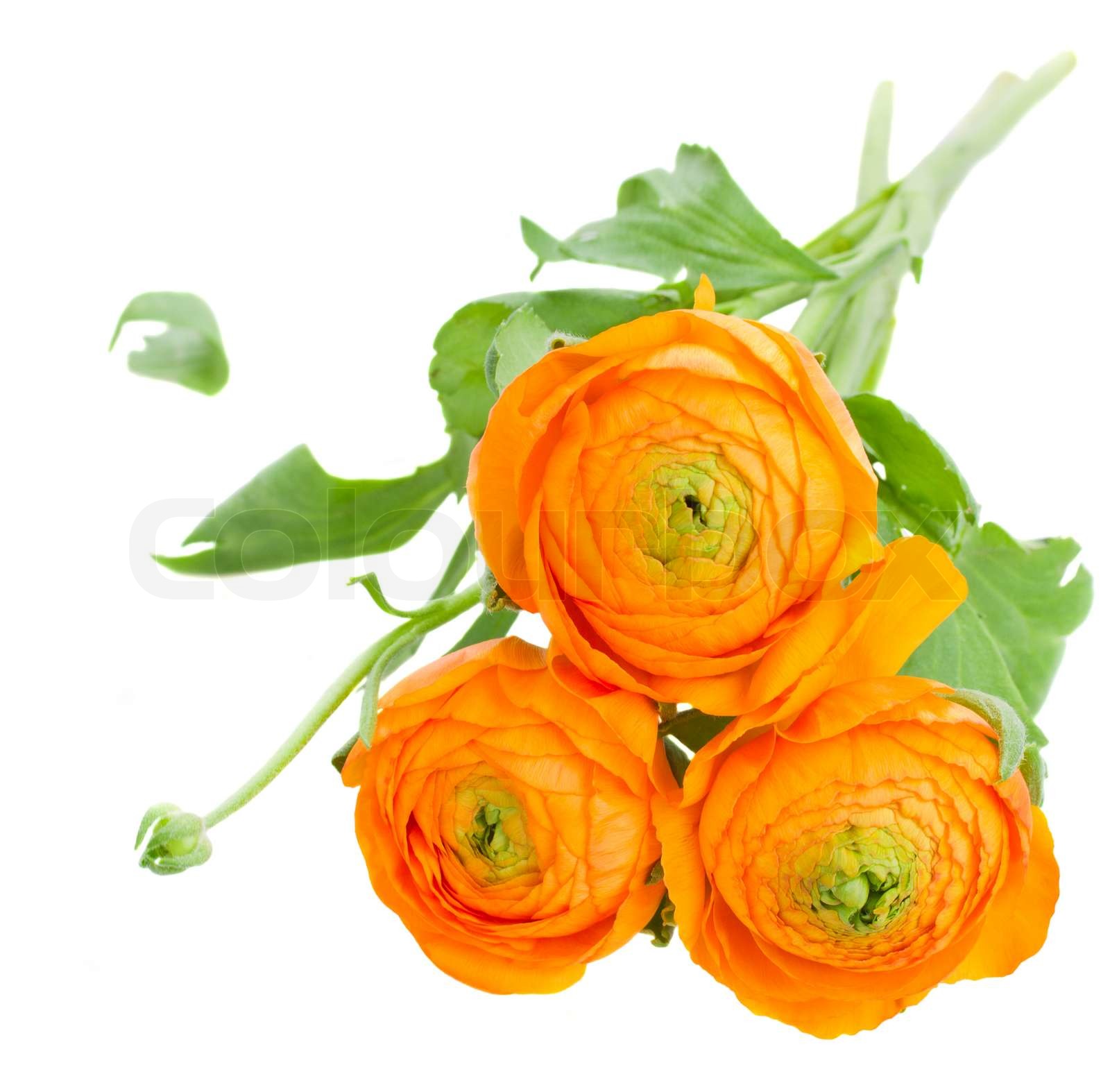 Orange White Ranunculus Bouquet