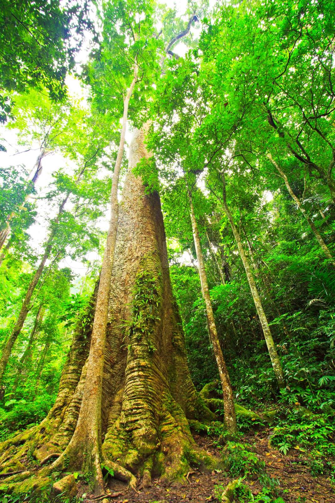 Big tree in the forest Thailand | Stock image | Colourbox