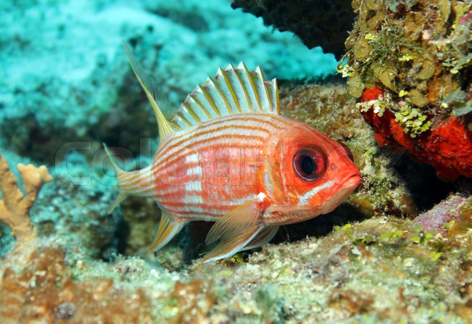 Longspine Squirrelfish Holocentrus Rufus, Cozumel, Mexico | Stock image ...