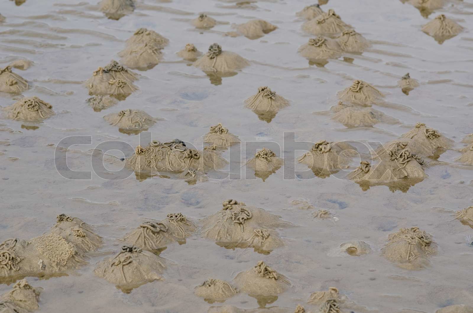 Lugworm or sandworm, Arenicola marina | Stock image | Colourbox