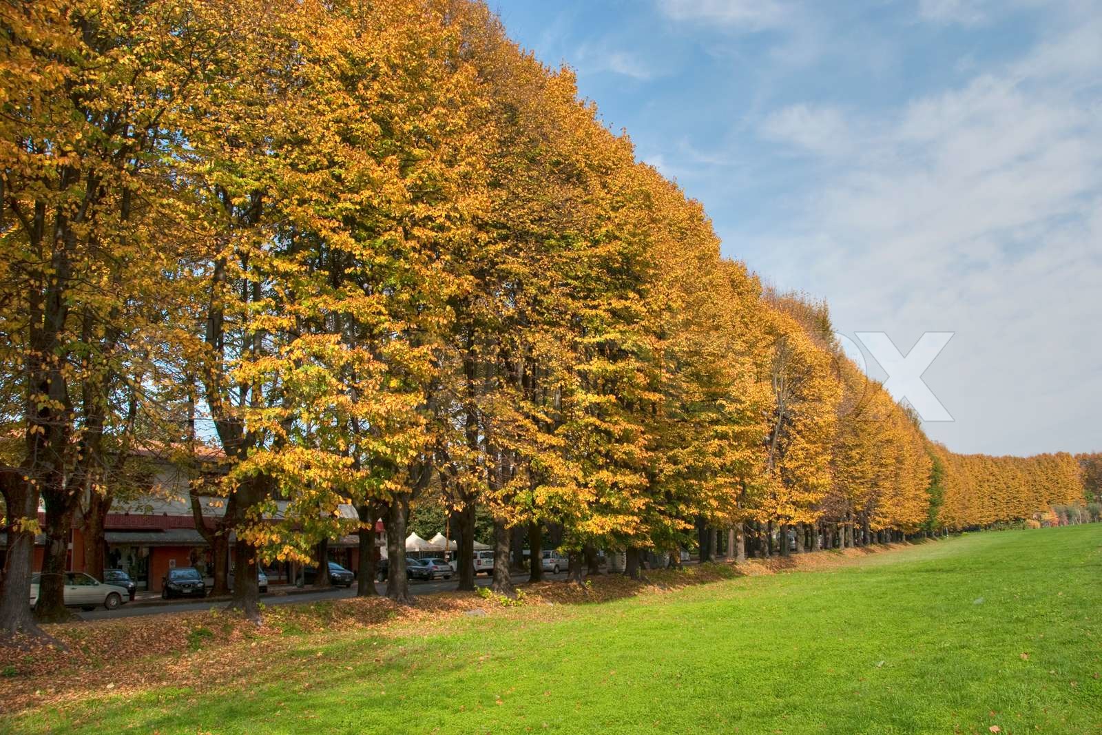 Tree Alley in Lucca, Italy | Stock image | Colourbox