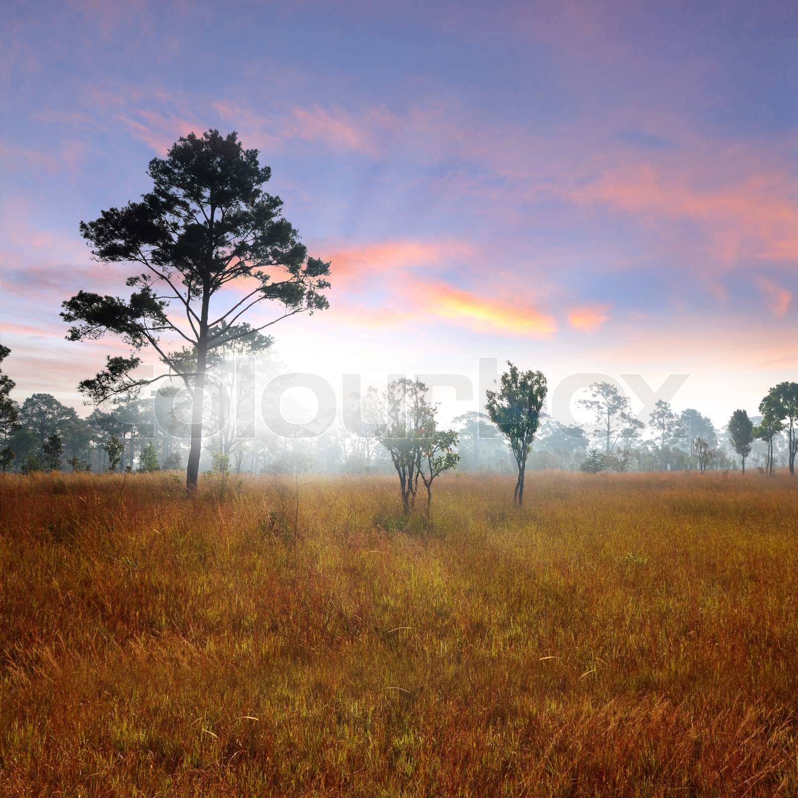 Sunset on grass field | Stock image | Colourbox