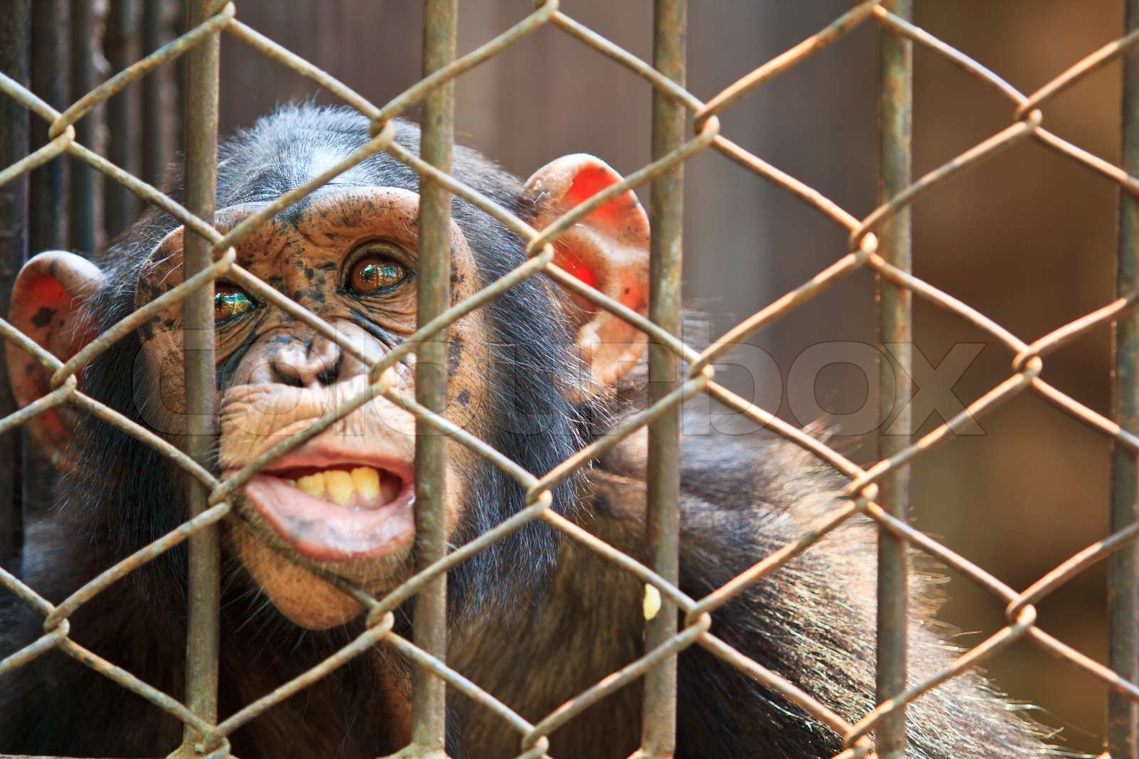 Chimpanzees in captivity | Stock image | Colourbox