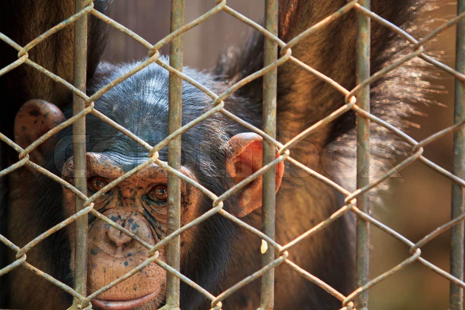Chimpanzees in captivity | Stock image | Colourbox