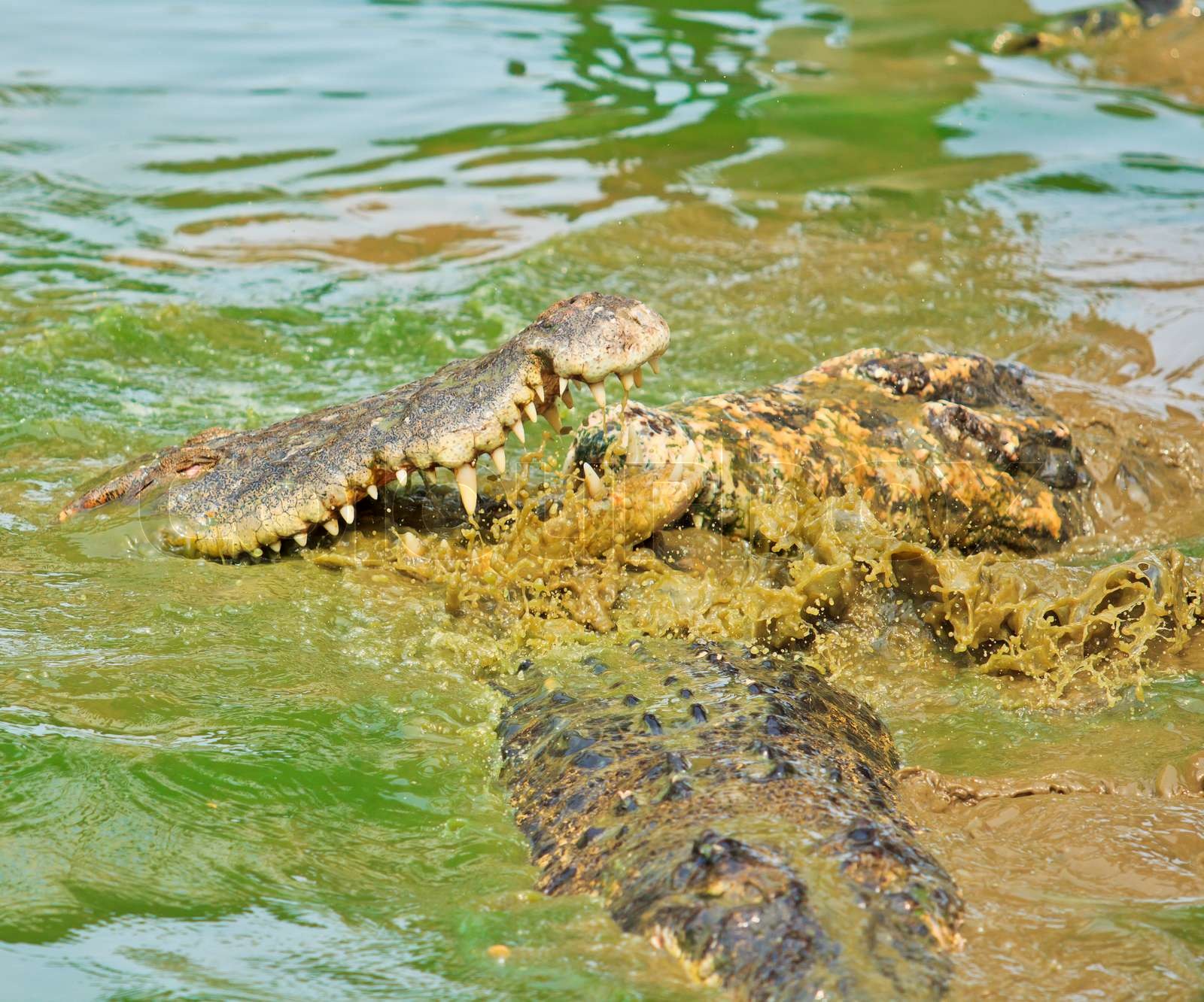 Krokodil | Stock Bild | Colourbox