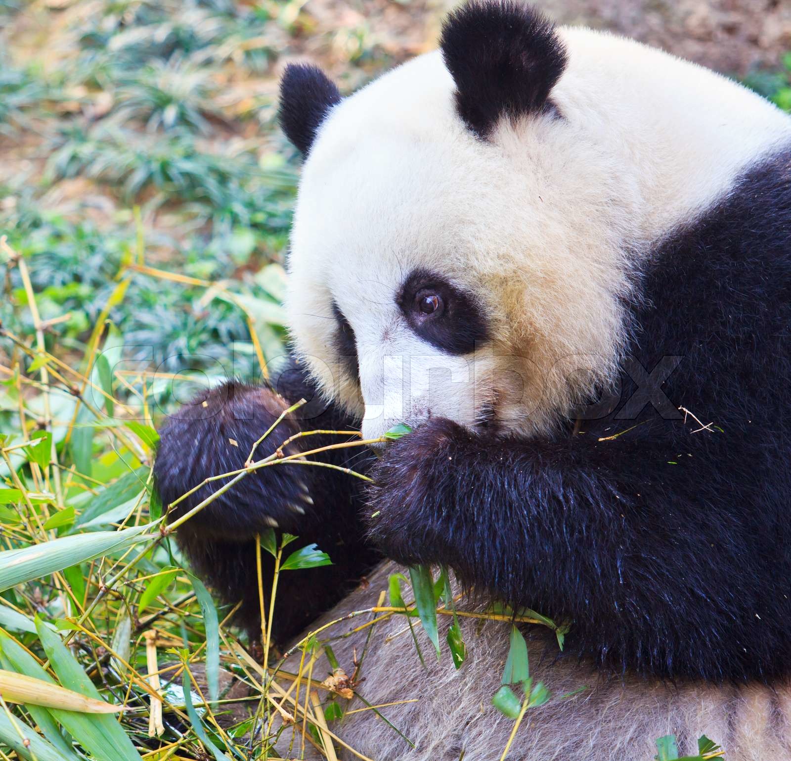 Panda Bär | Stock Bild | Colourbox