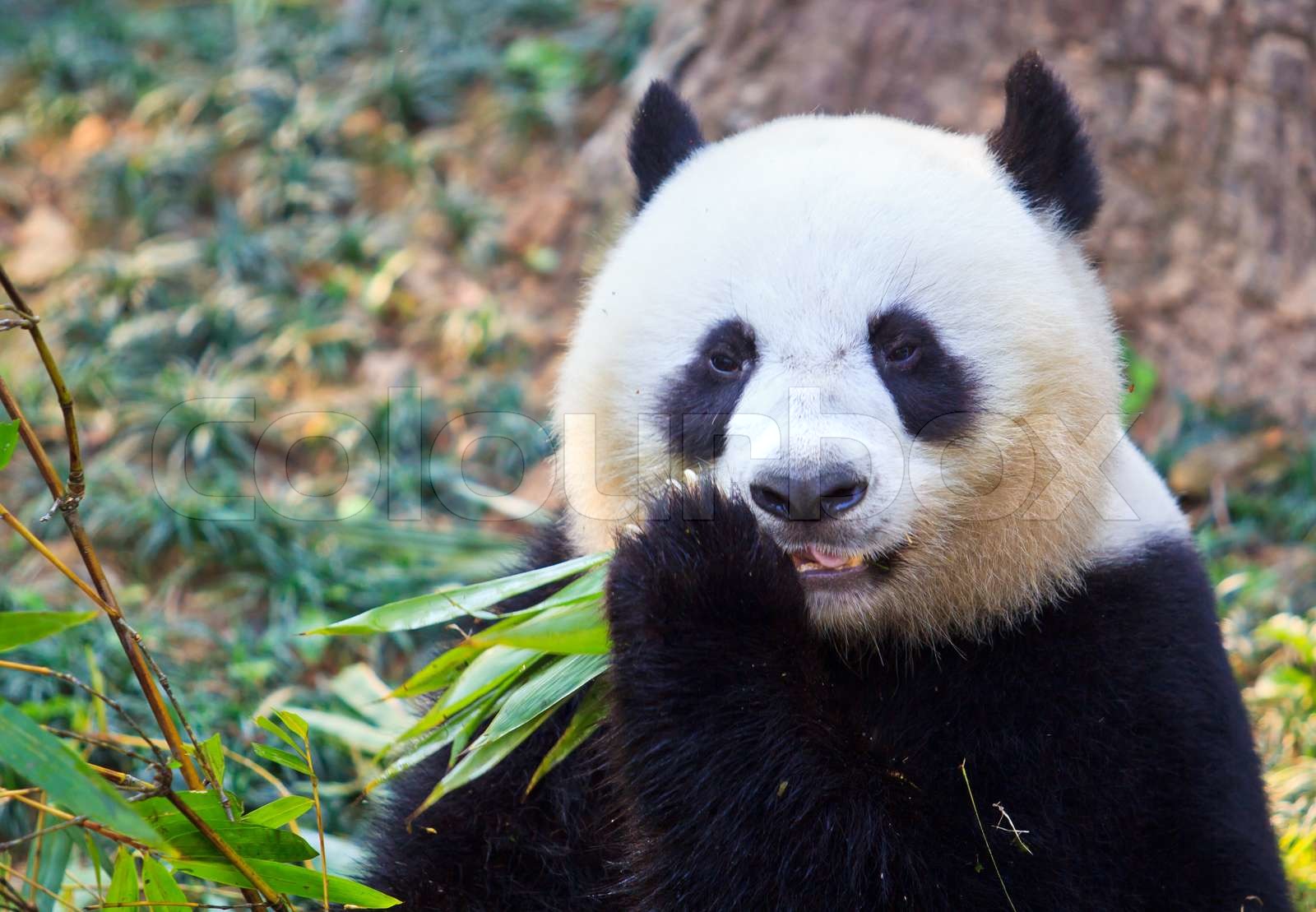 Panda Bär | Stock Bild | Colourbox