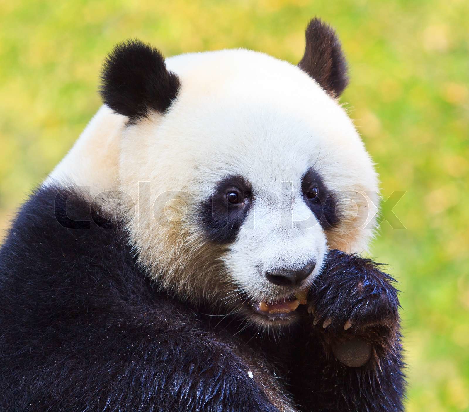 Panda Bär | Stock Bild | Colourbox