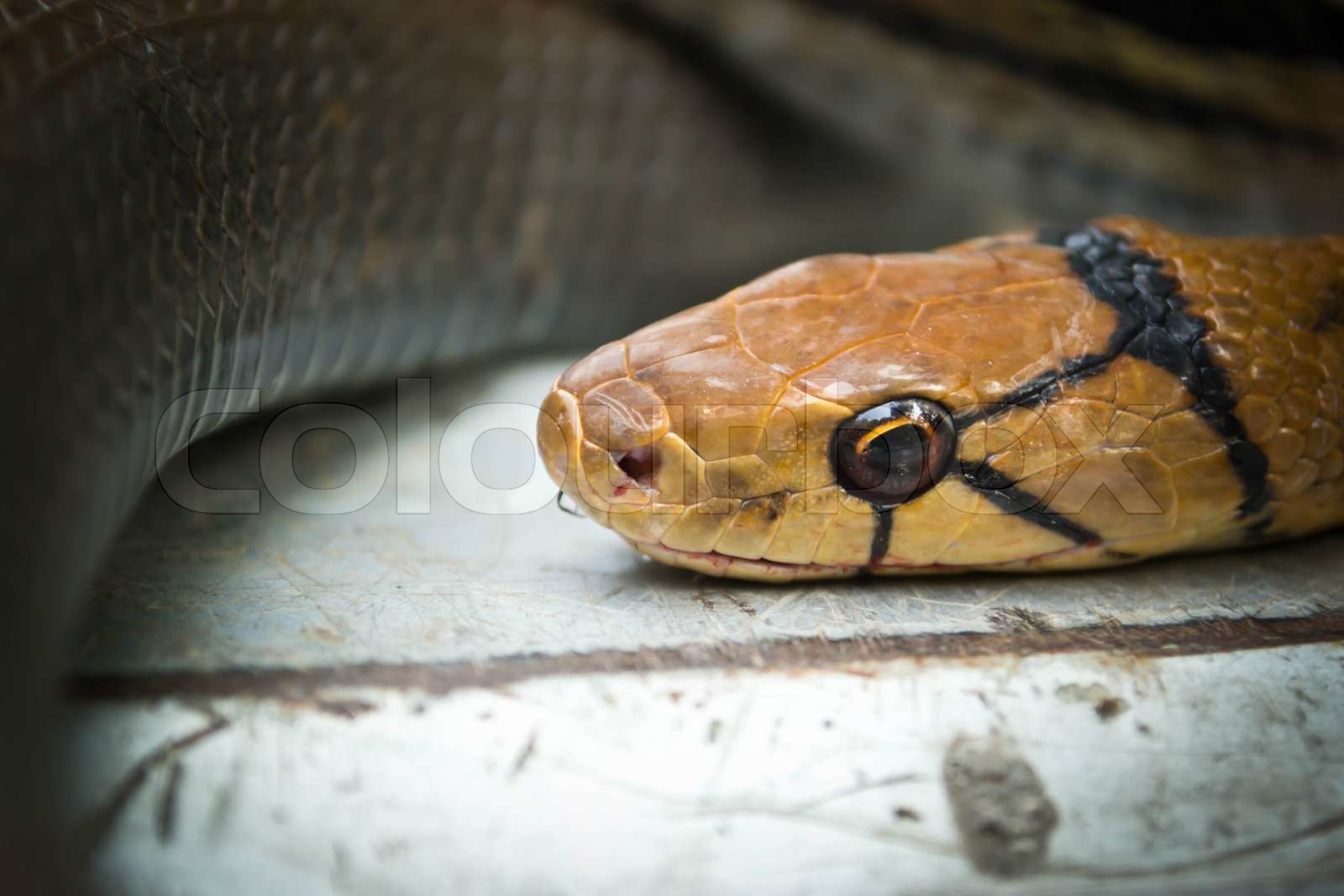 Slanger, giftige krybdyr | Stock foto | Colourbox