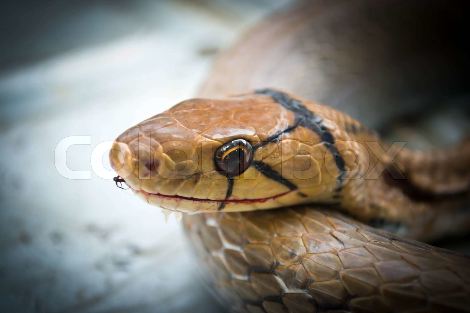 Slanger, giftige krybdyr | Stock foto | Colourbox