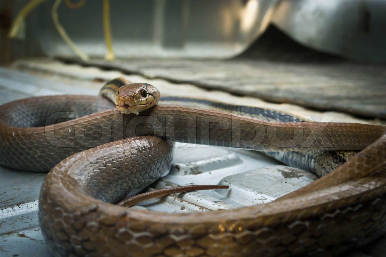 Slanger, giftige krybdyr | Stock foto | Colourbox