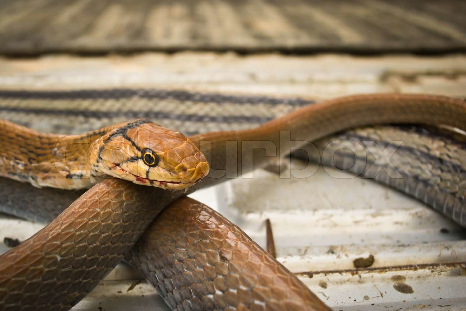 Slanger, giftige krybdyr | Stock foto | Colourbox