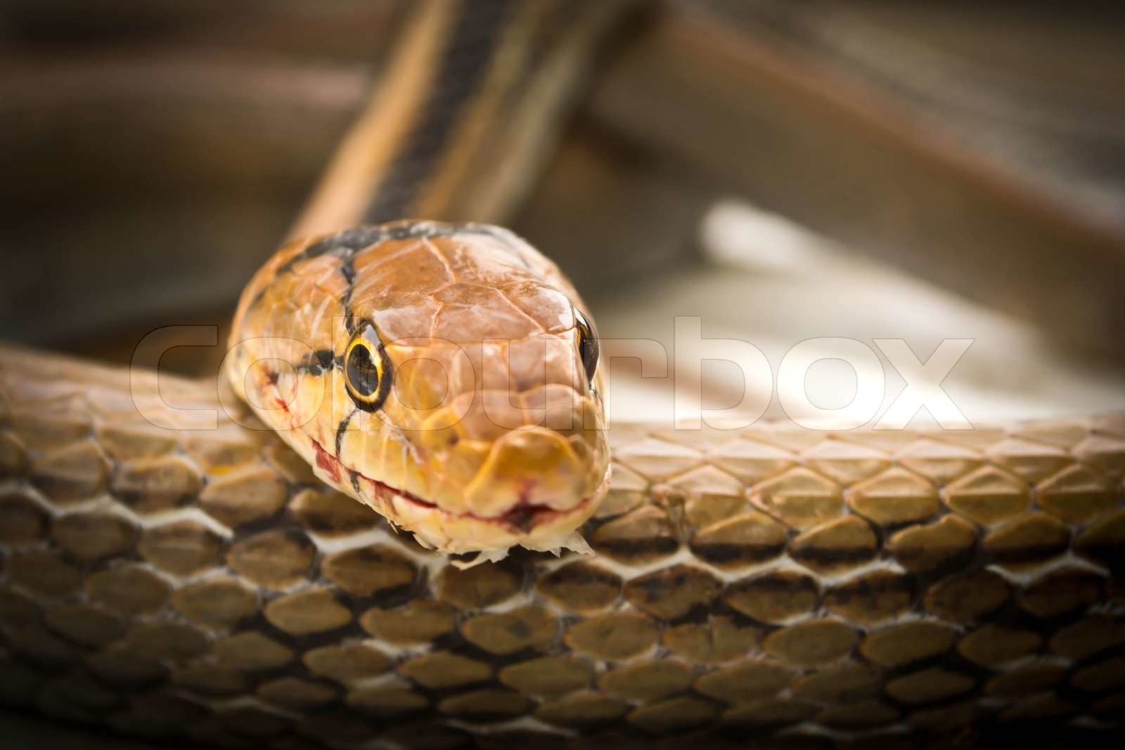 Slanger, giftige krybdyr | Stock foto | Colourbox