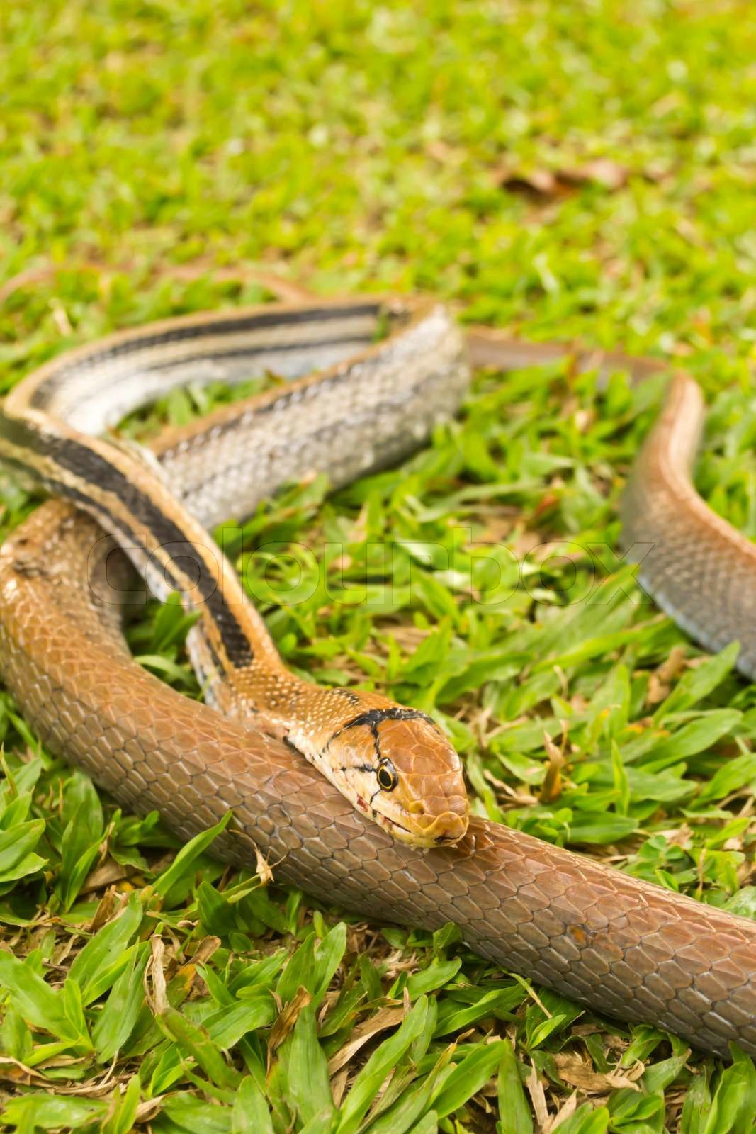 Slanger, giftige krybdyr | Stock foto | Colourbox